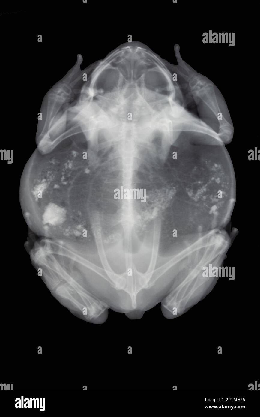 Sonoran Desert Toad (Incilius alvarius) x-ray Stock Photo - Alamy