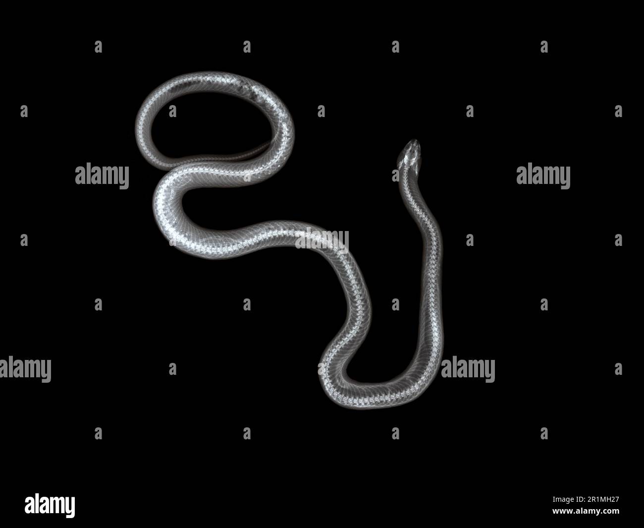 Photo Snake Body Parts Labeled