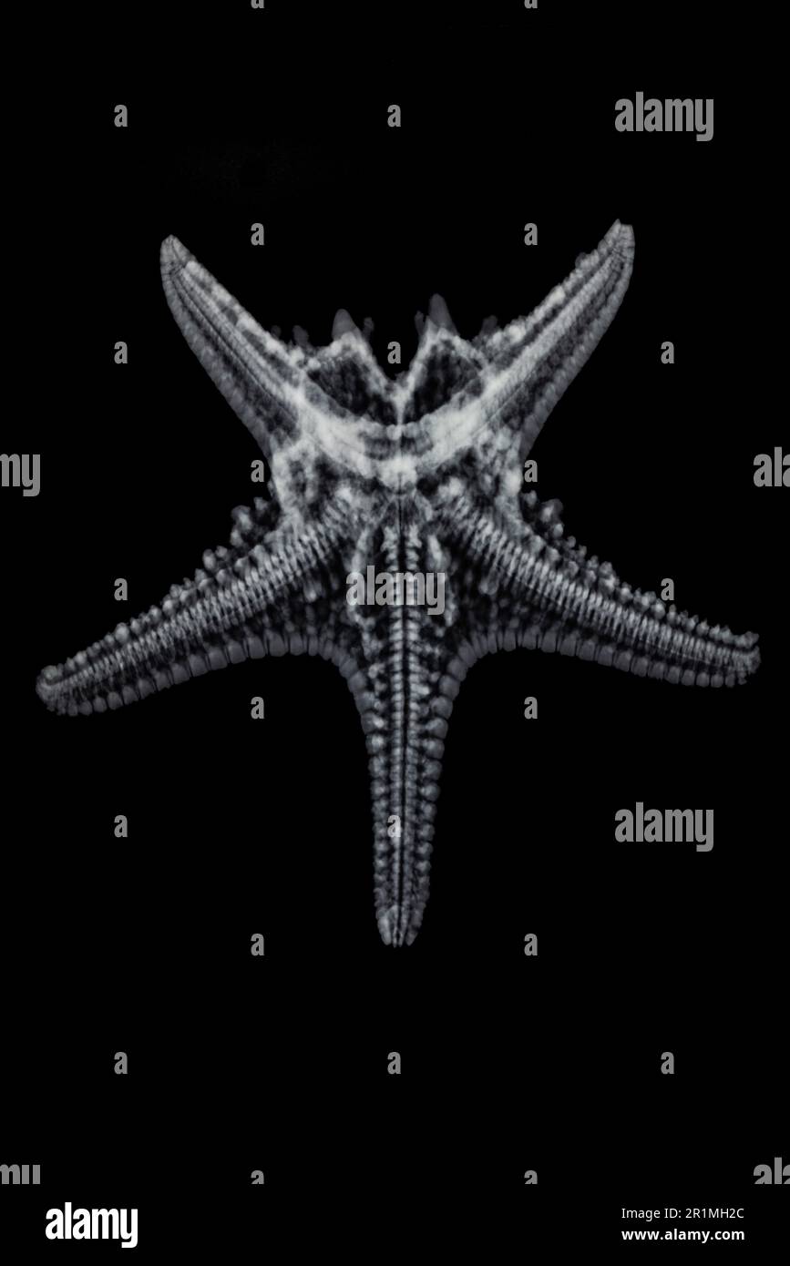 Starfish anatomy hi-res stock photography and images - Alamy
