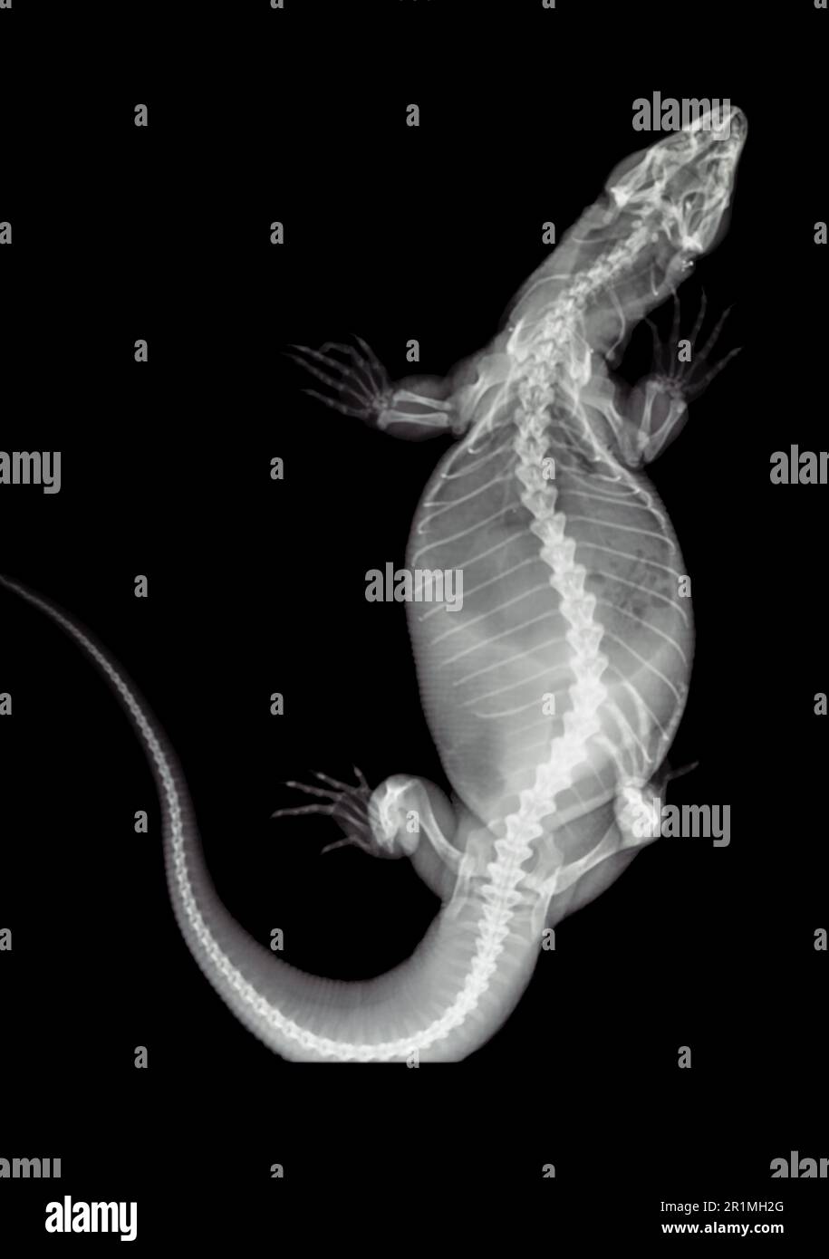 Savannah Monitor (Varanus exanthematicus) lizard x-ray Stock Photo - Alamy