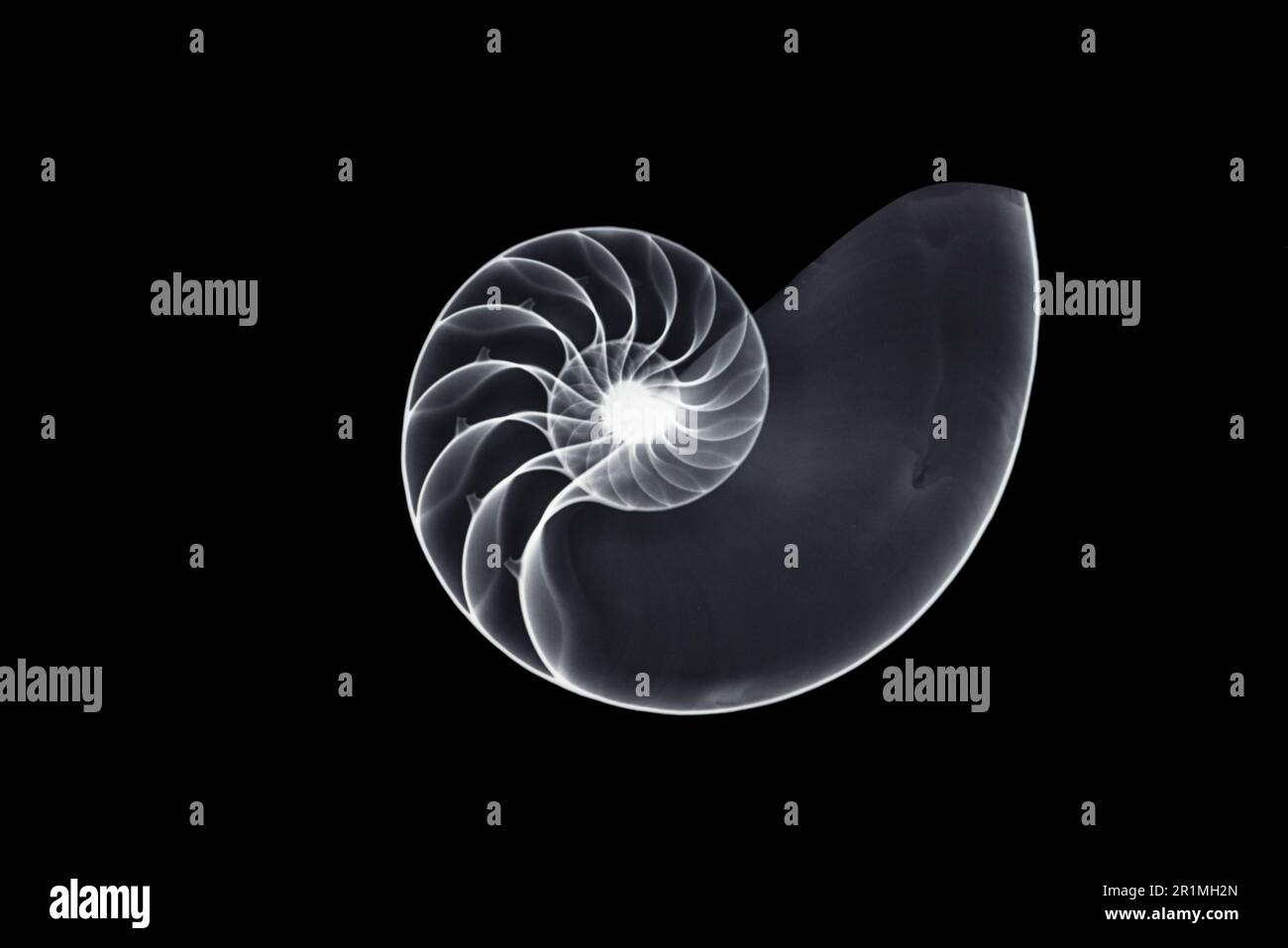 Nautilus shell x-ray Stock Photo - Alamy