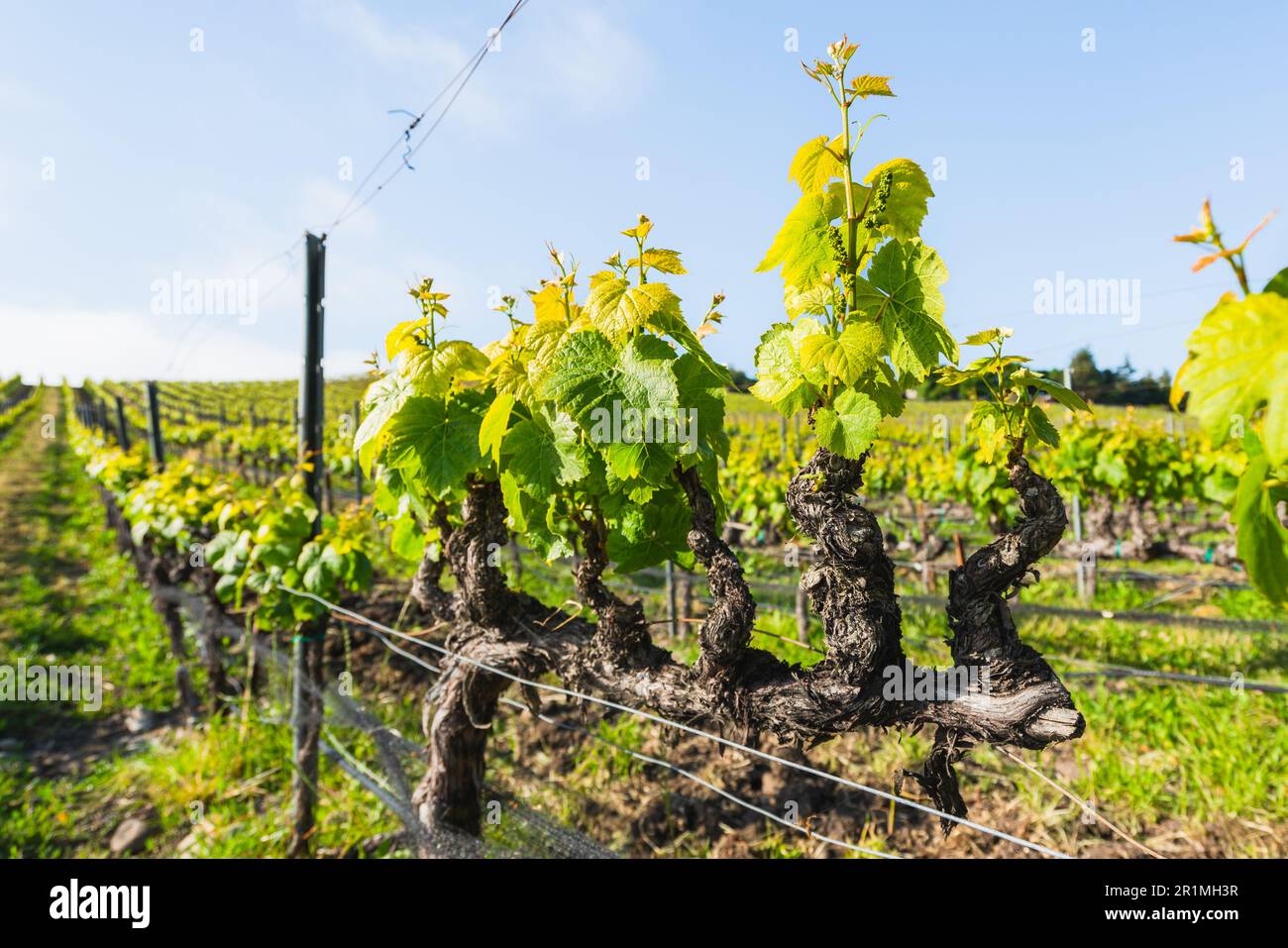 Rows of grapevines, and cloudy sky in the background. Young spring crop ...