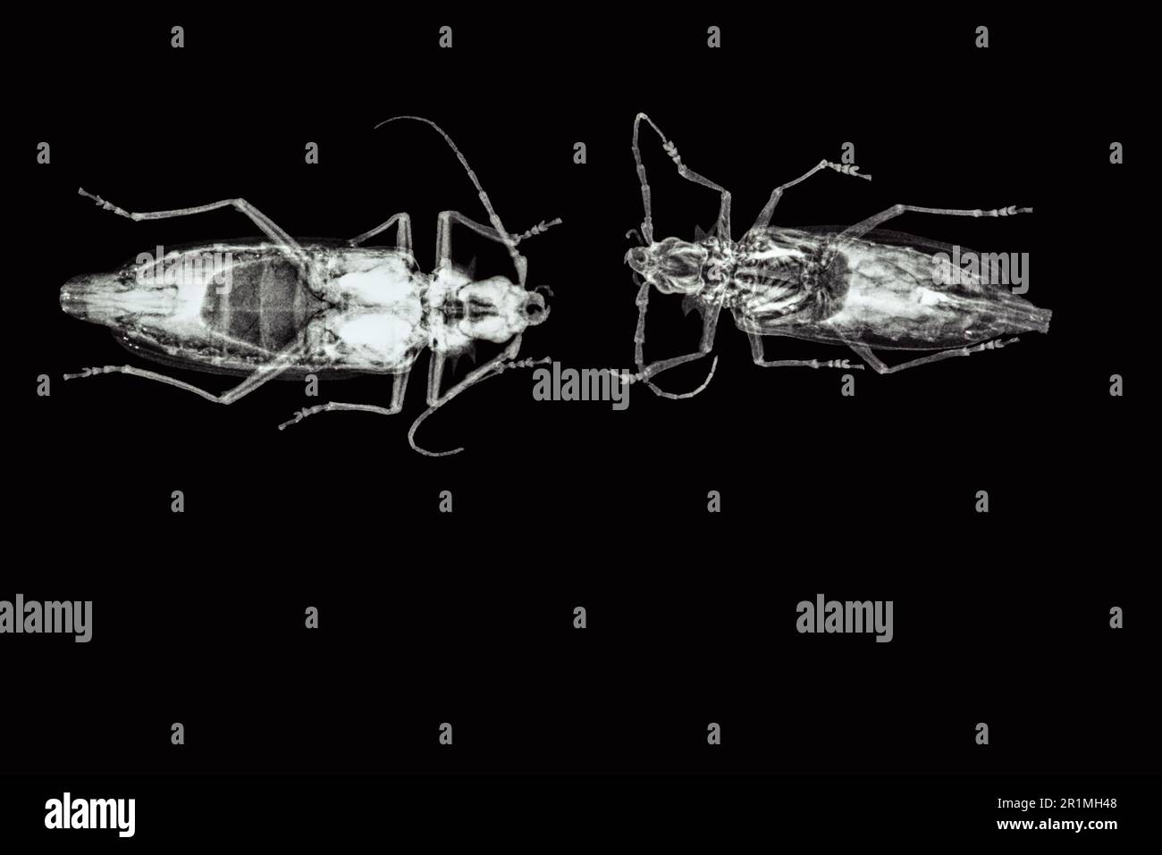 Palo Verde Root Borer beetles (Derobrachus hovorei) radiograph Stock ...