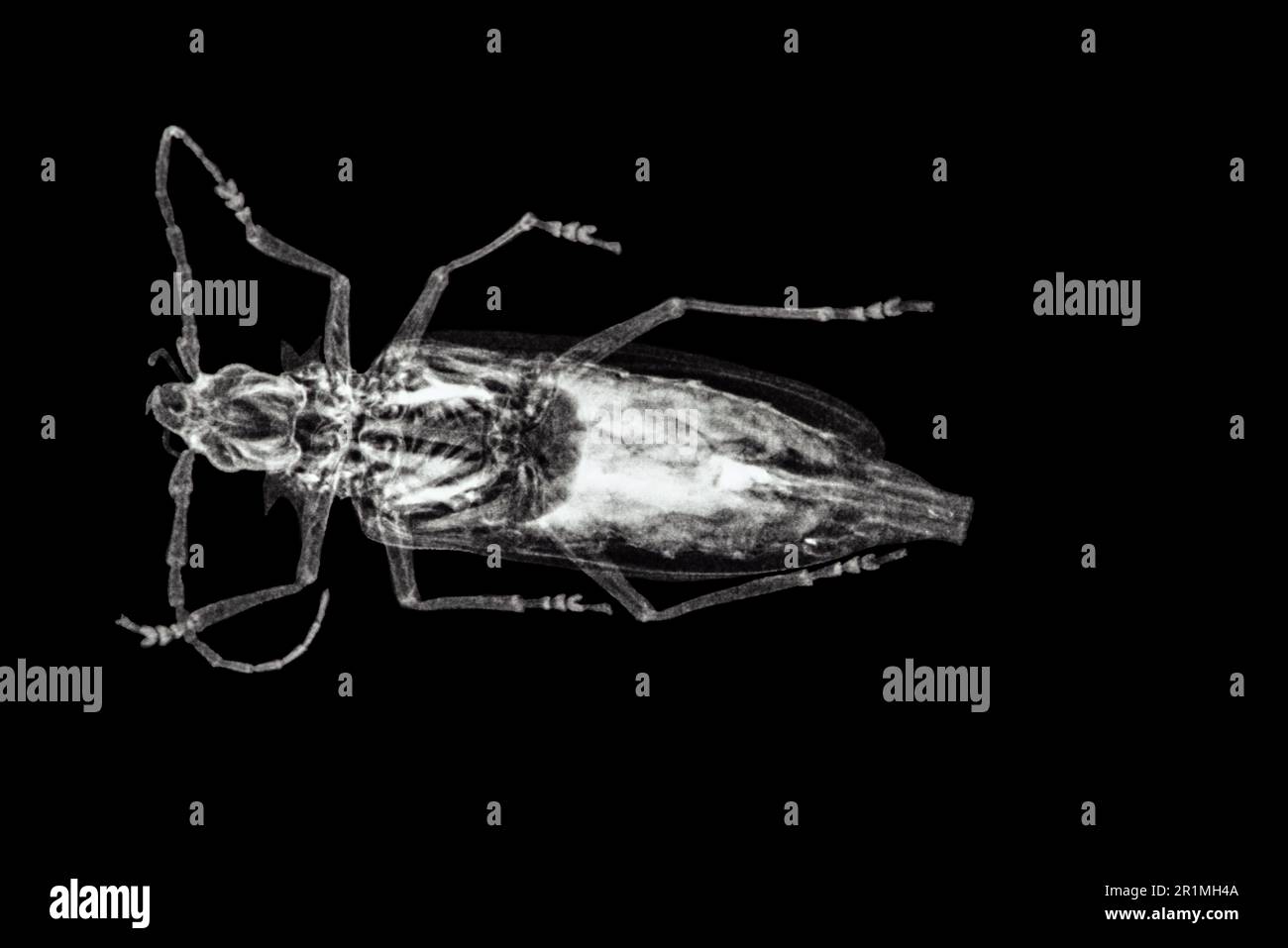 Palo Verde Root Borer beetle (Derobrachus hovorei) radiograph Stock ...