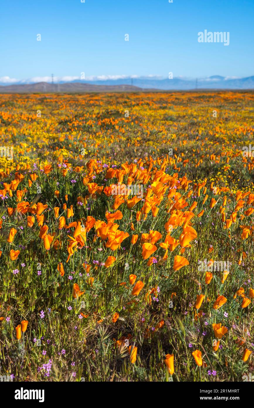 Poppies growing in Lancaster, California Stock Photo - Alamy