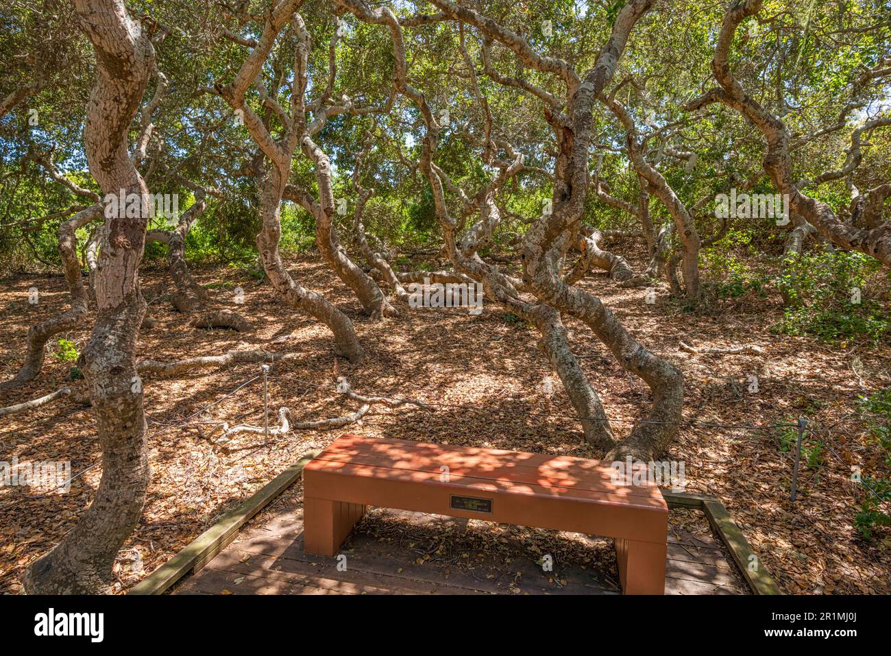 The Elfin Forest in Los Osos, California Stock Photo - Alamy
