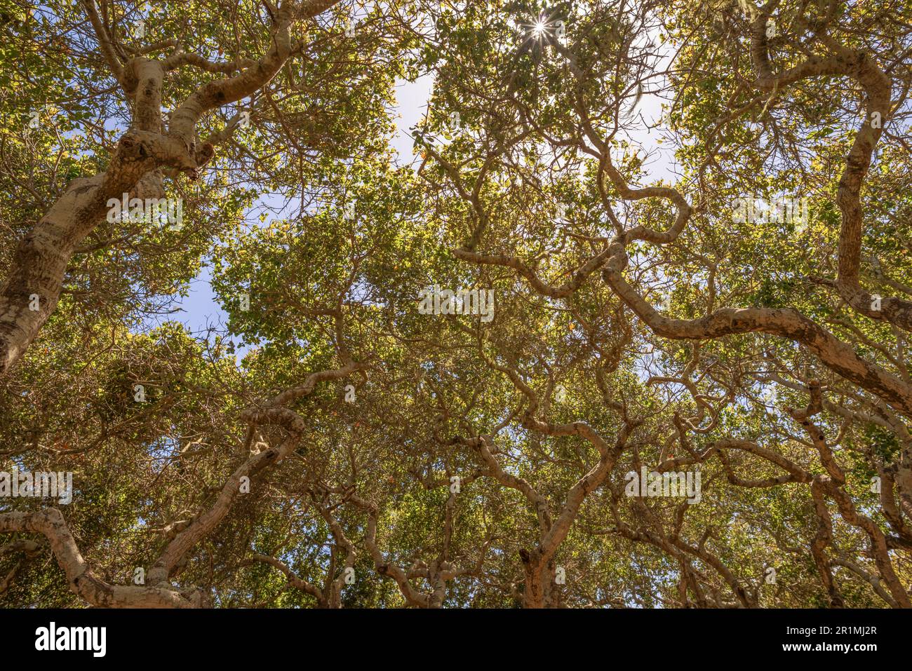 The Elfin Forest in Los Osos, California Stock Photo - Alamy