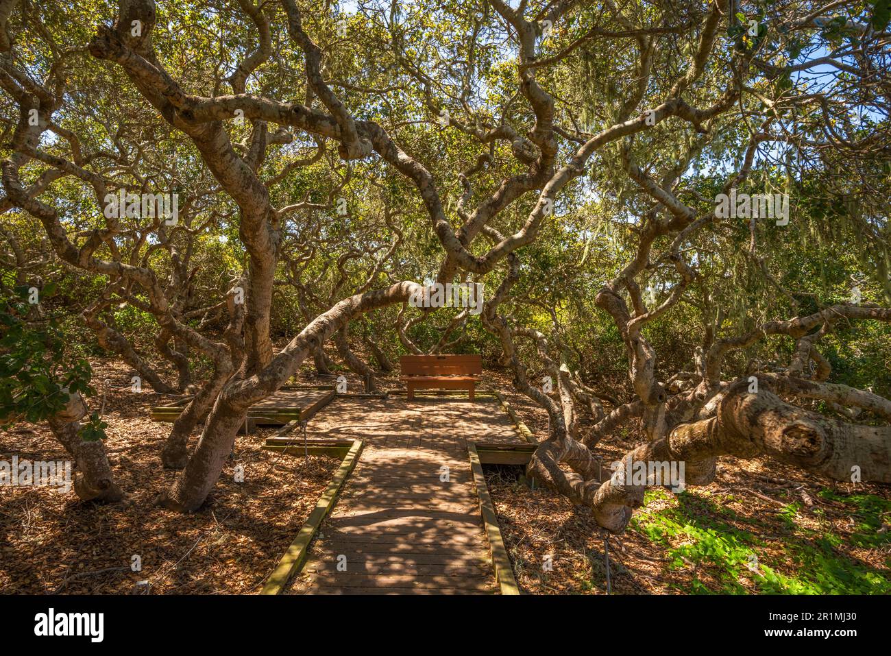 The Elfin Forest in Los Osos, California Stock Photo - Alamy
