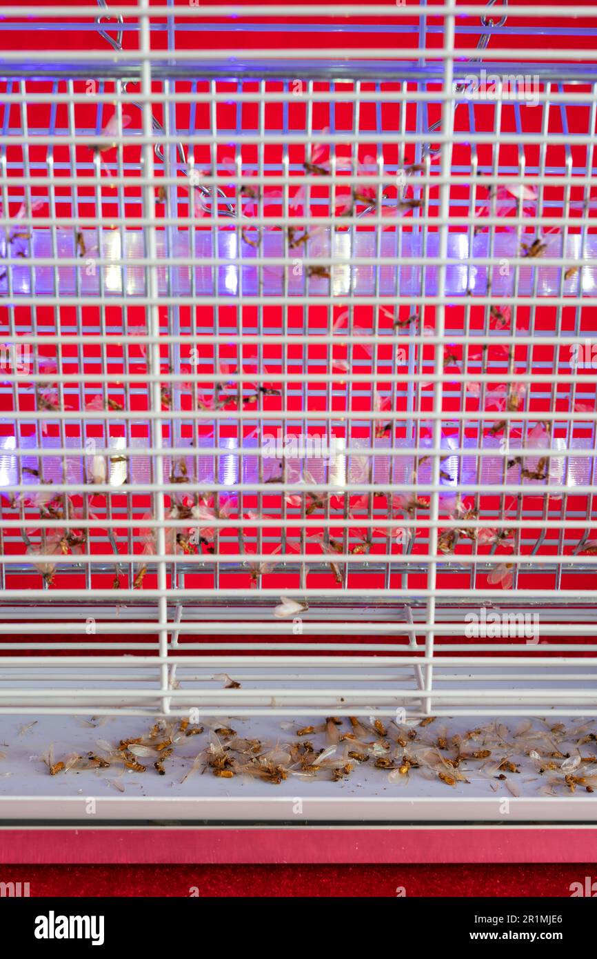 electric indoor mosquito and insect killer with lots of dead flying ...