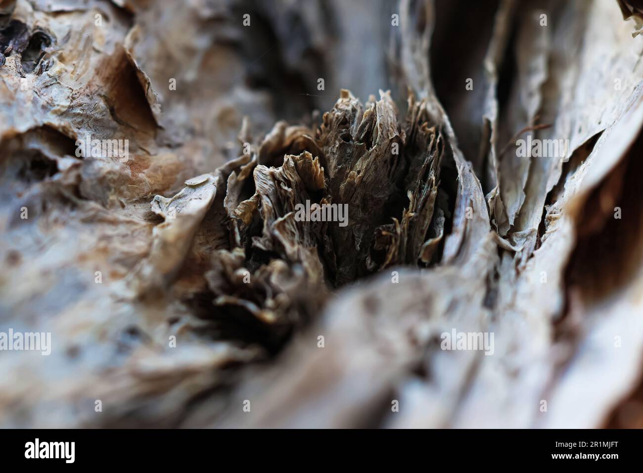 Artistic imagery of natures closeup beauty of a tree with interesting ...