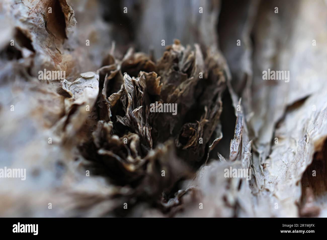 Artistic imagery of natures closeup beauty of a tree with interesting ...