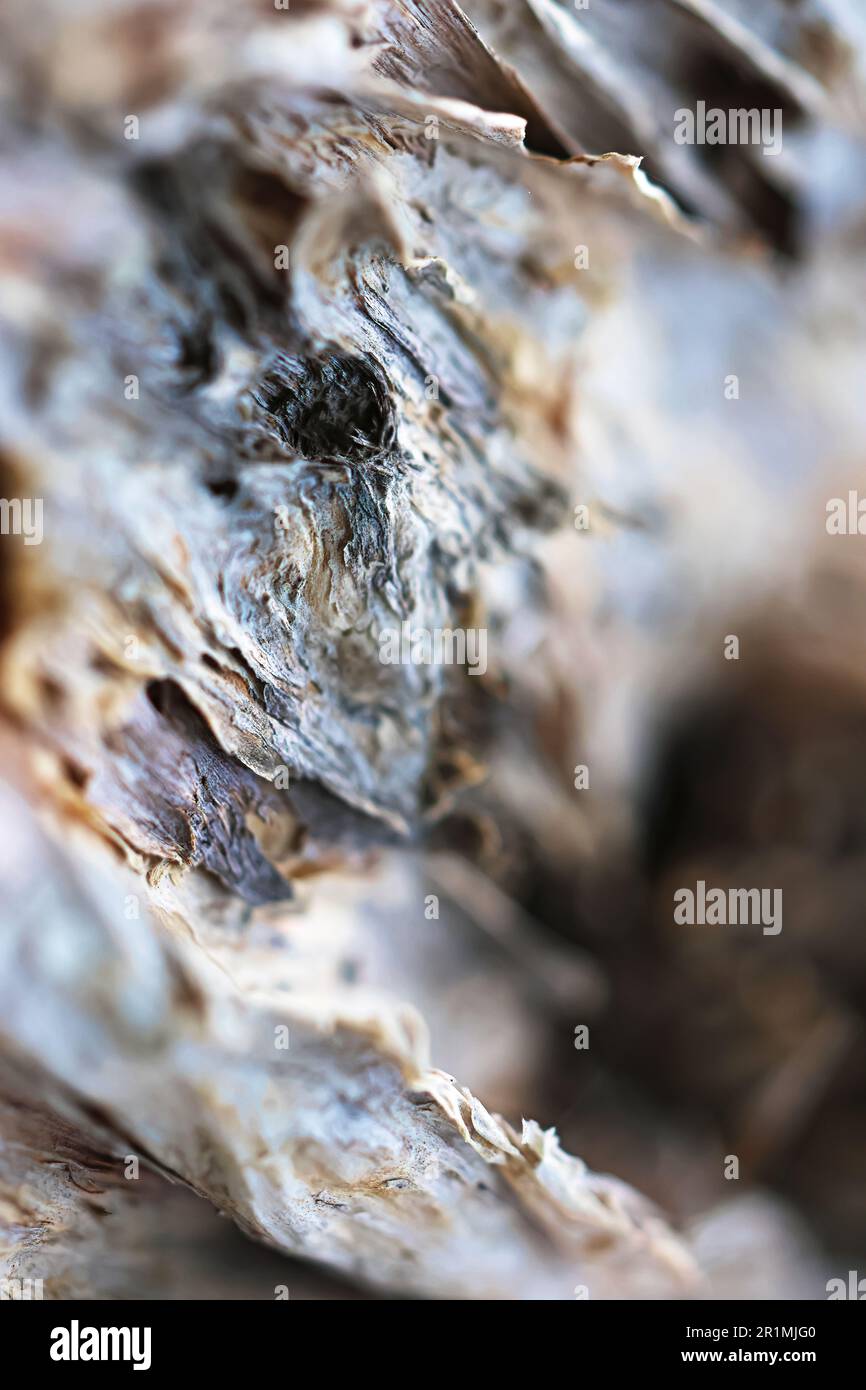 Artistic imagery of natures closeup beauty of a tree with interesting ...