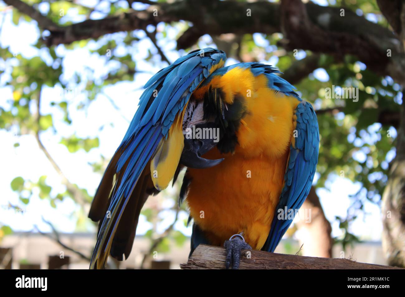McCaw / Parrot Gatorland In Orlando Florida Stock Photo - Alamy