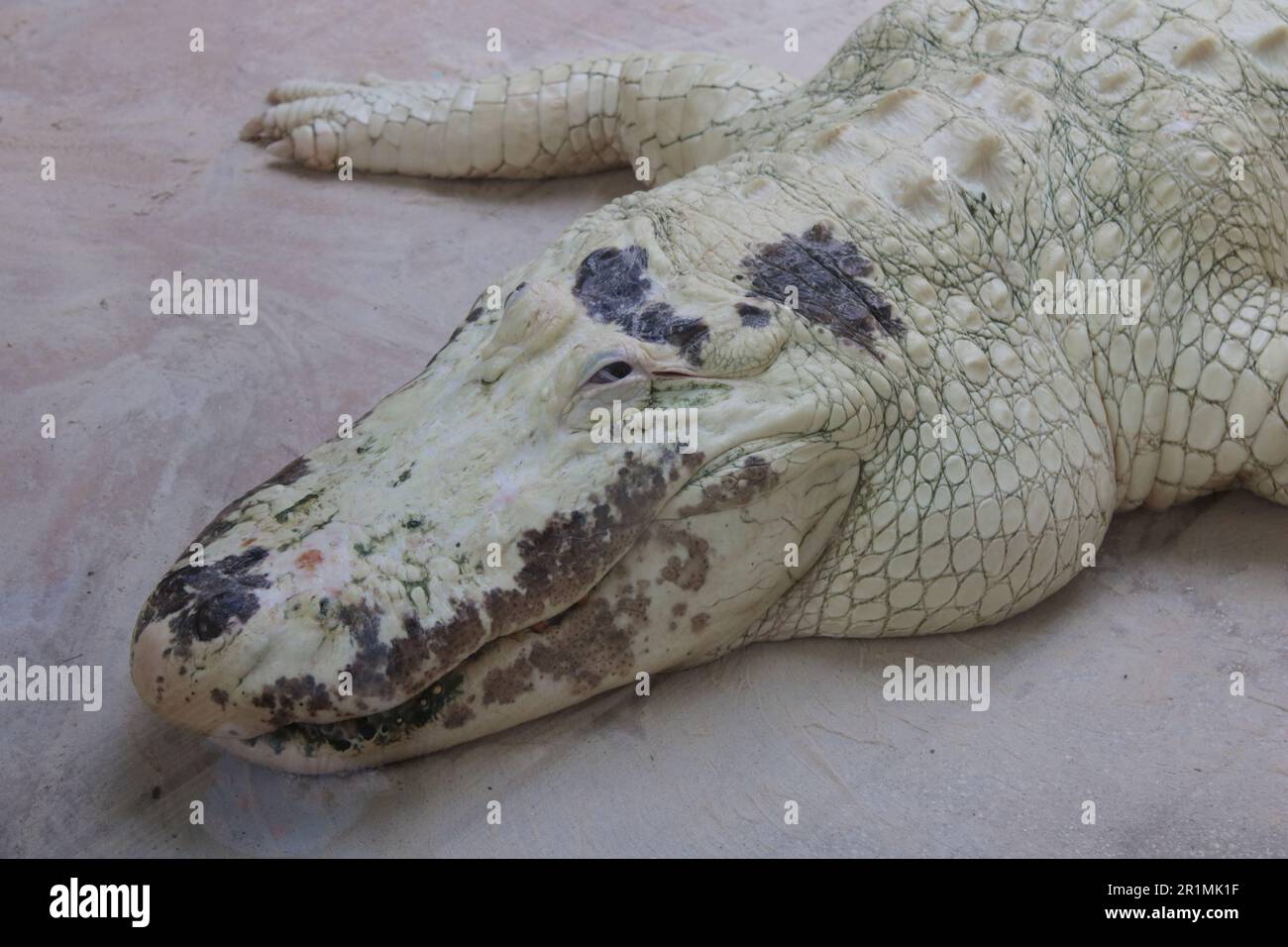 White Alligator Gatorland In Orlando Florida Stock Photo - Alamy