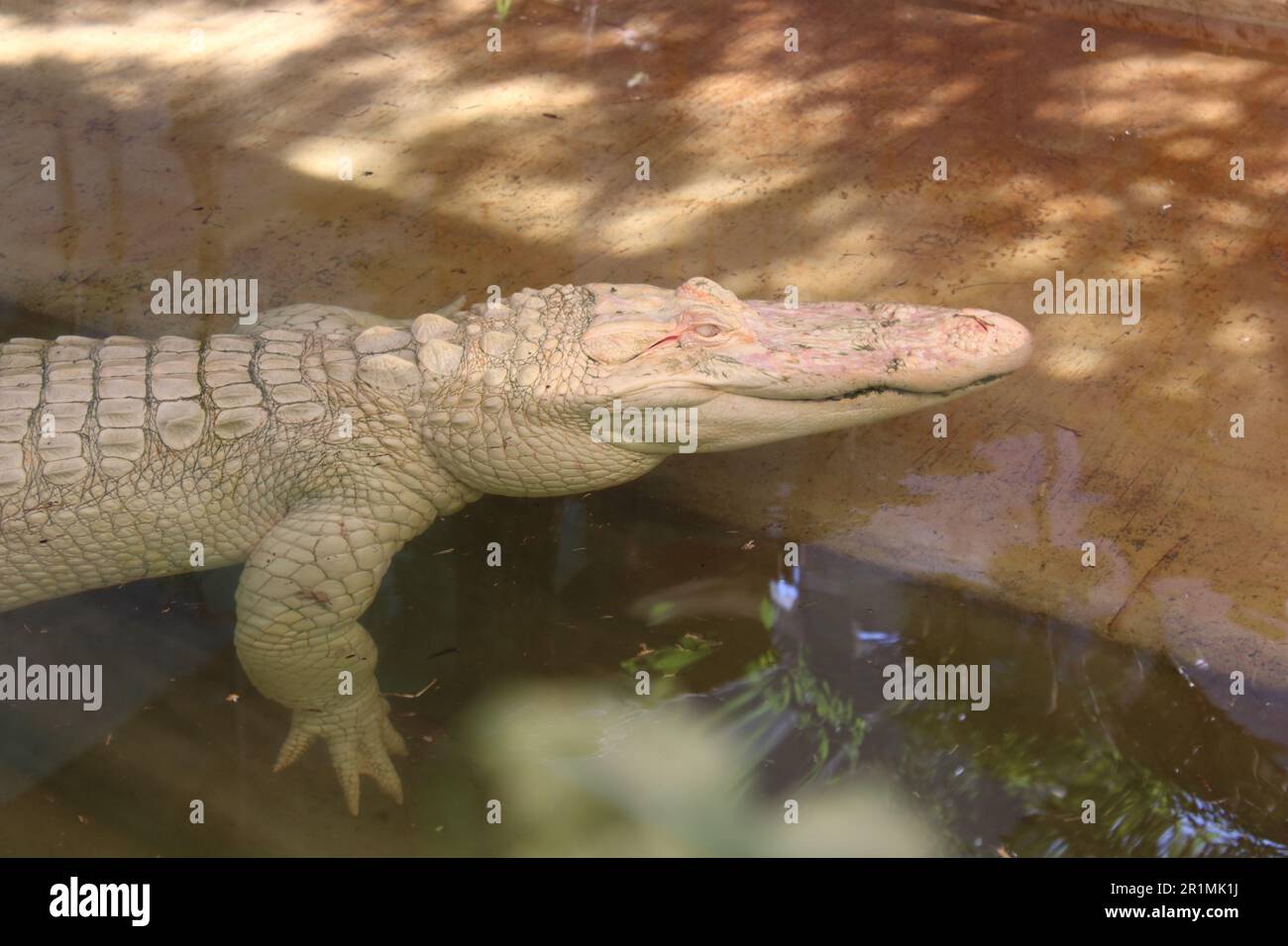 White Alligator Gatorland In Orlando Florida Stock Photo - Alamy