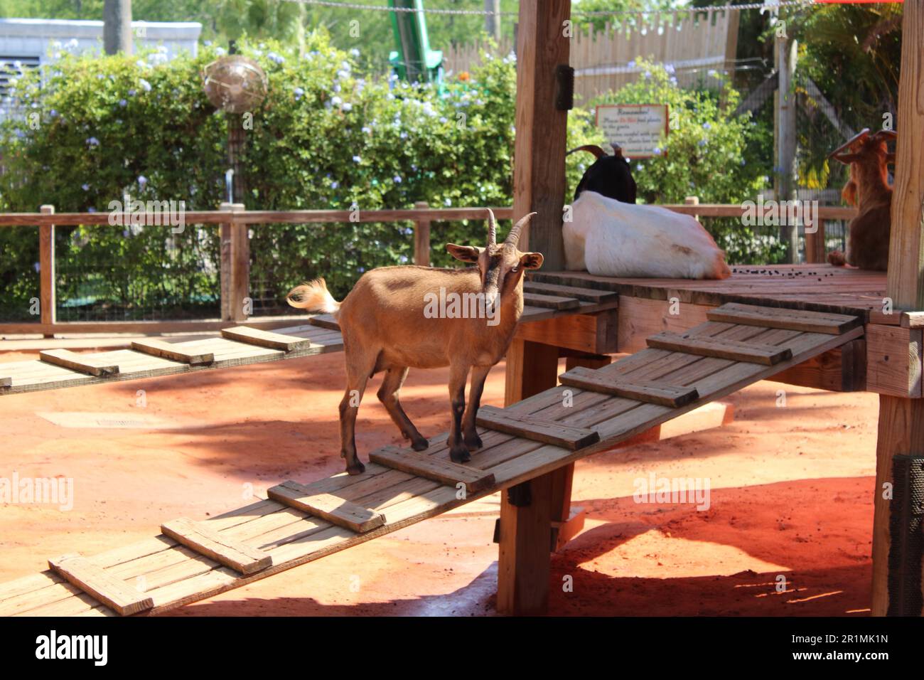 Goats Gatorland In Orlando Florida Stock Photo - Alamy