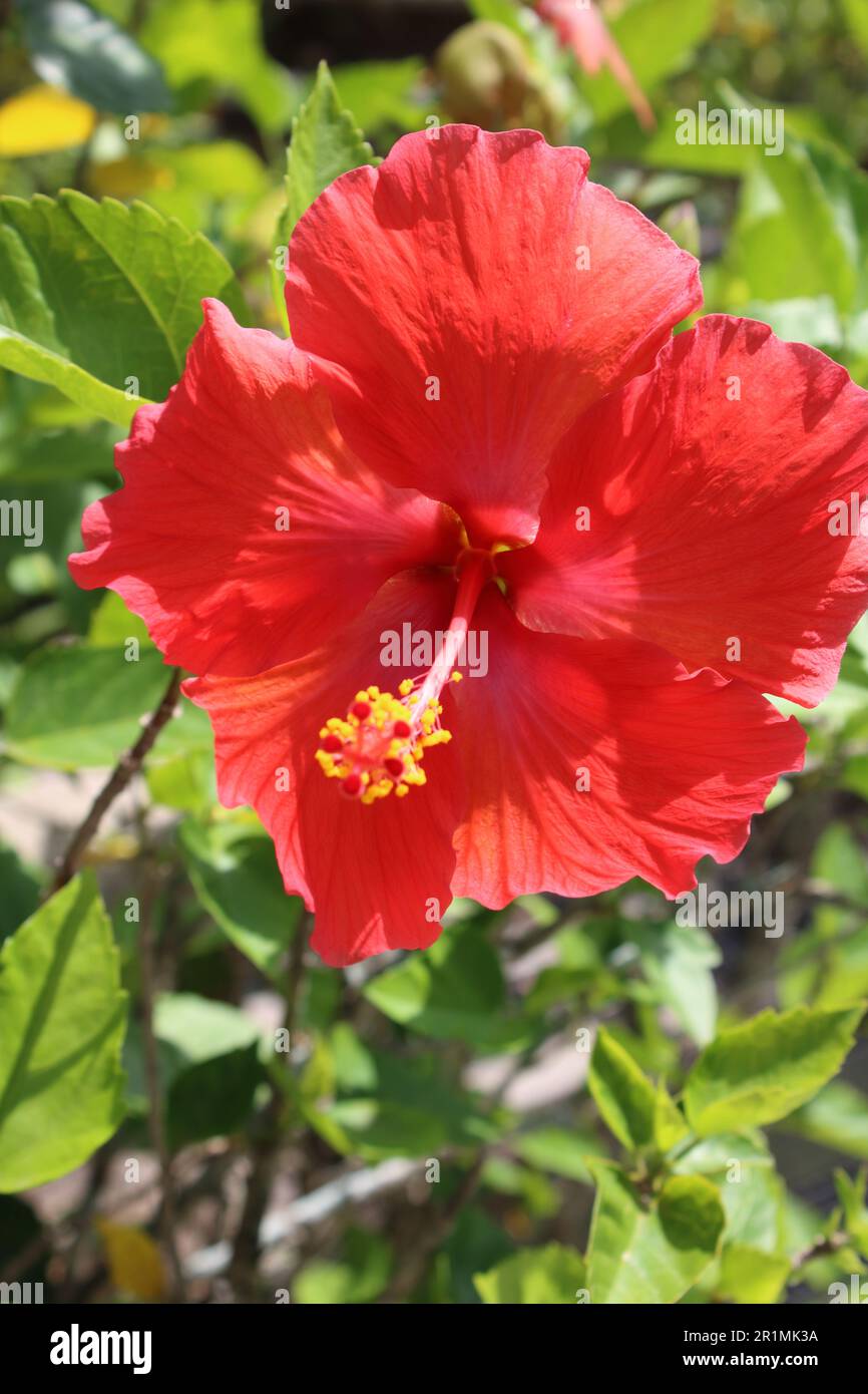Gatorland roadside attraction in central florida hi-res stock ...