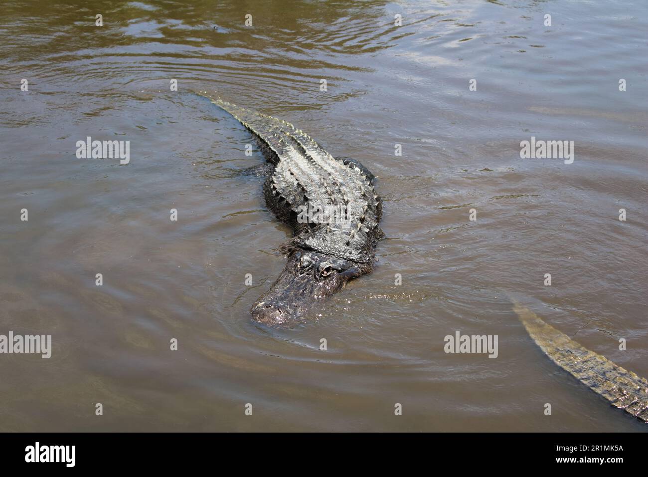 Alligators Gatorland In Orlando Florida Stock Photo - Alamy