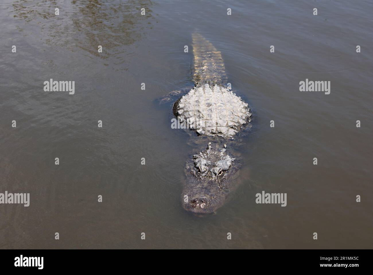 Old alligators hi-res stock photography and images - Alamy