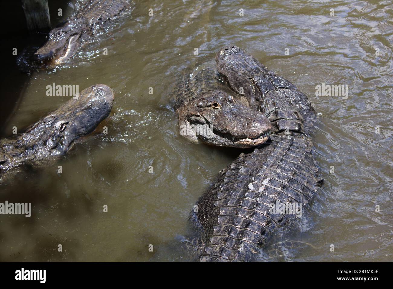 Alligators Gatorland In Orlando Florida Stock Photo - Alamy
