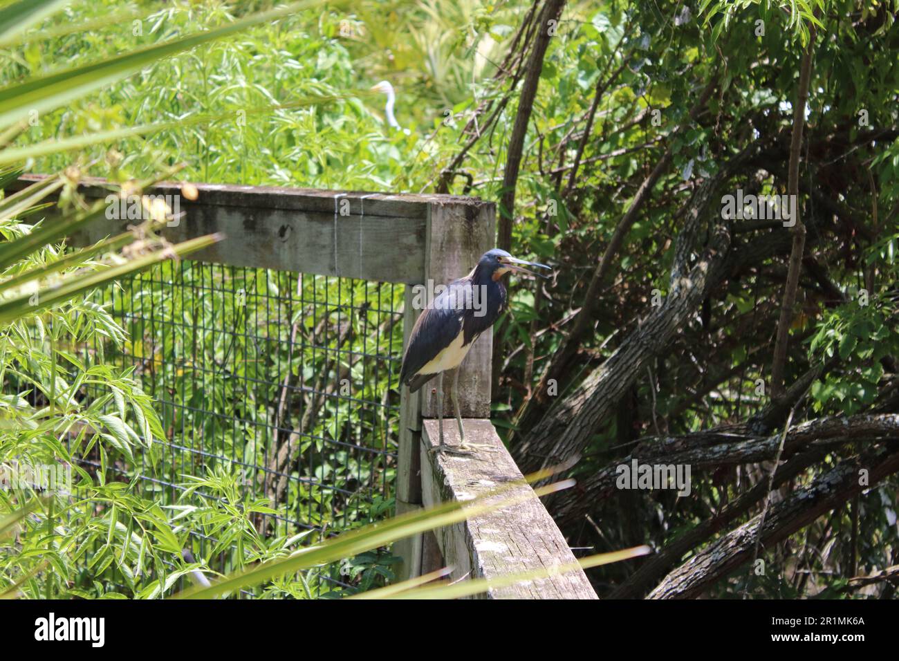 Gatorland roadside attraction hi-res stock photography and images - Alamy