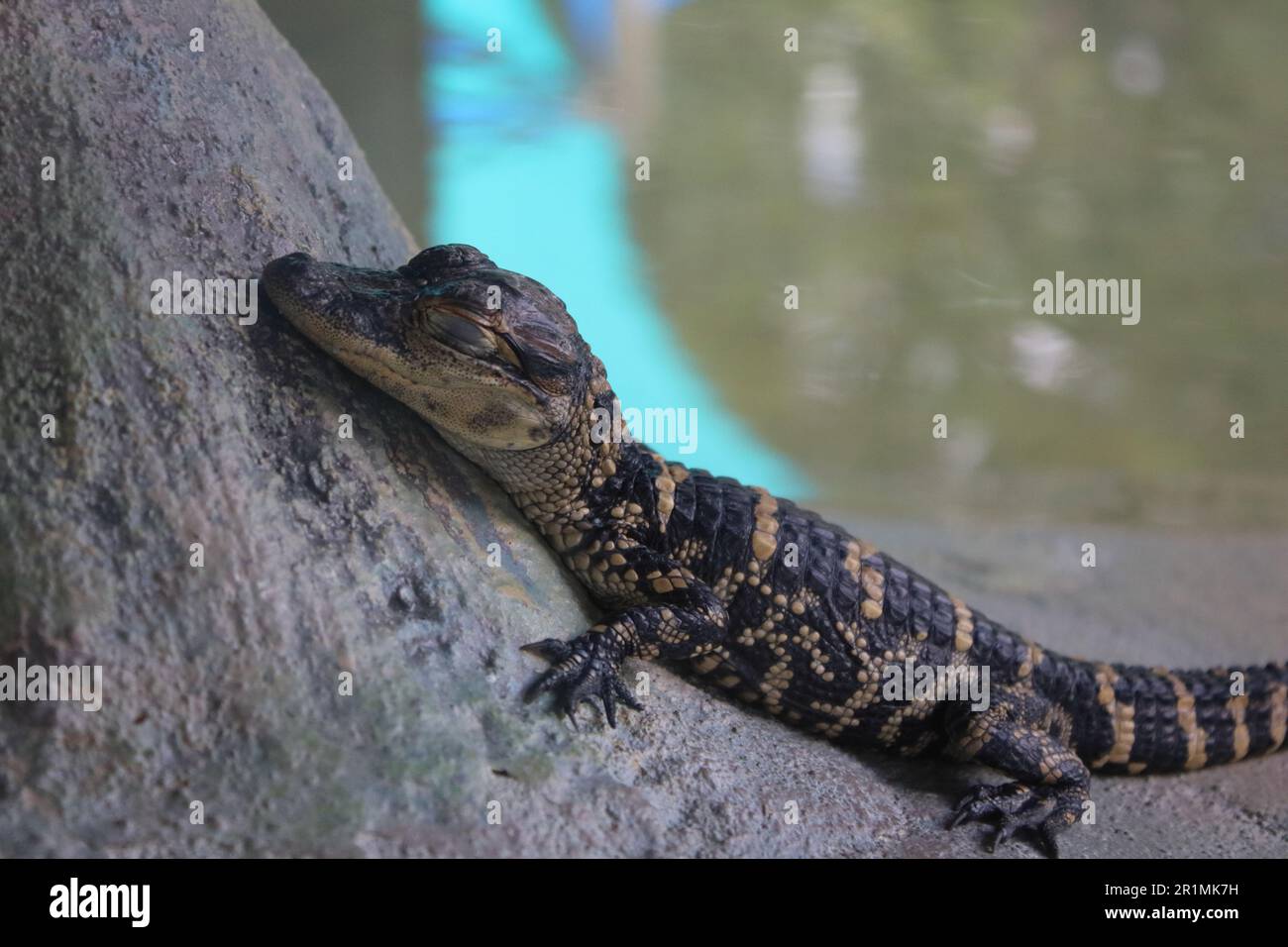 Gatorland roadside attraction in central florida hi-res stock ...