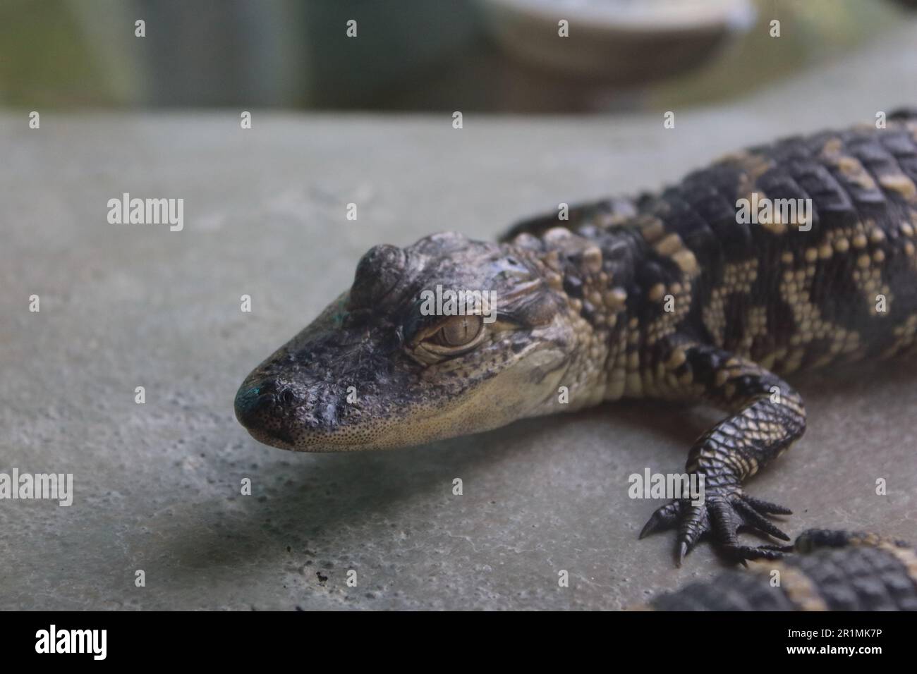 Gatorland attraction in orlando fflorida hi-res stock photography and ...