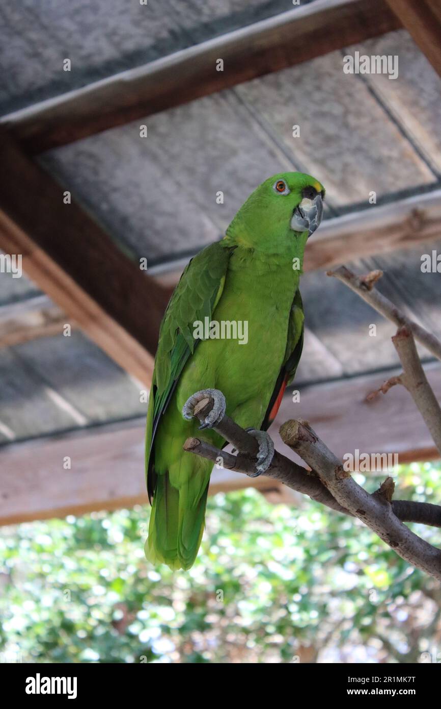 Green Parrot Gatorland In Orlando Florida Stock Photo - Alamy