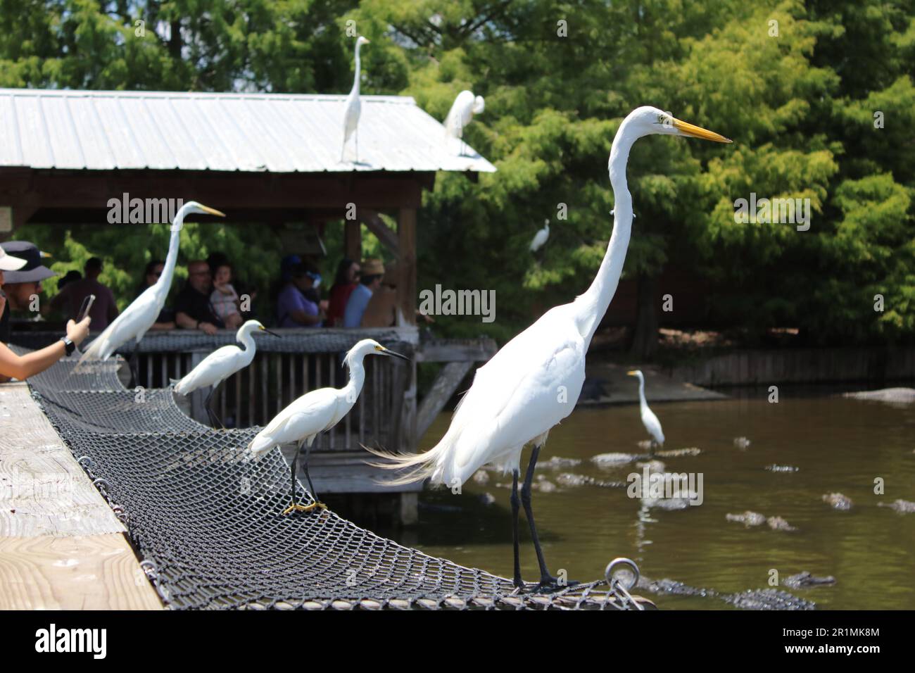 Gatorland theme park hi-res stock photography and images - Alamy
