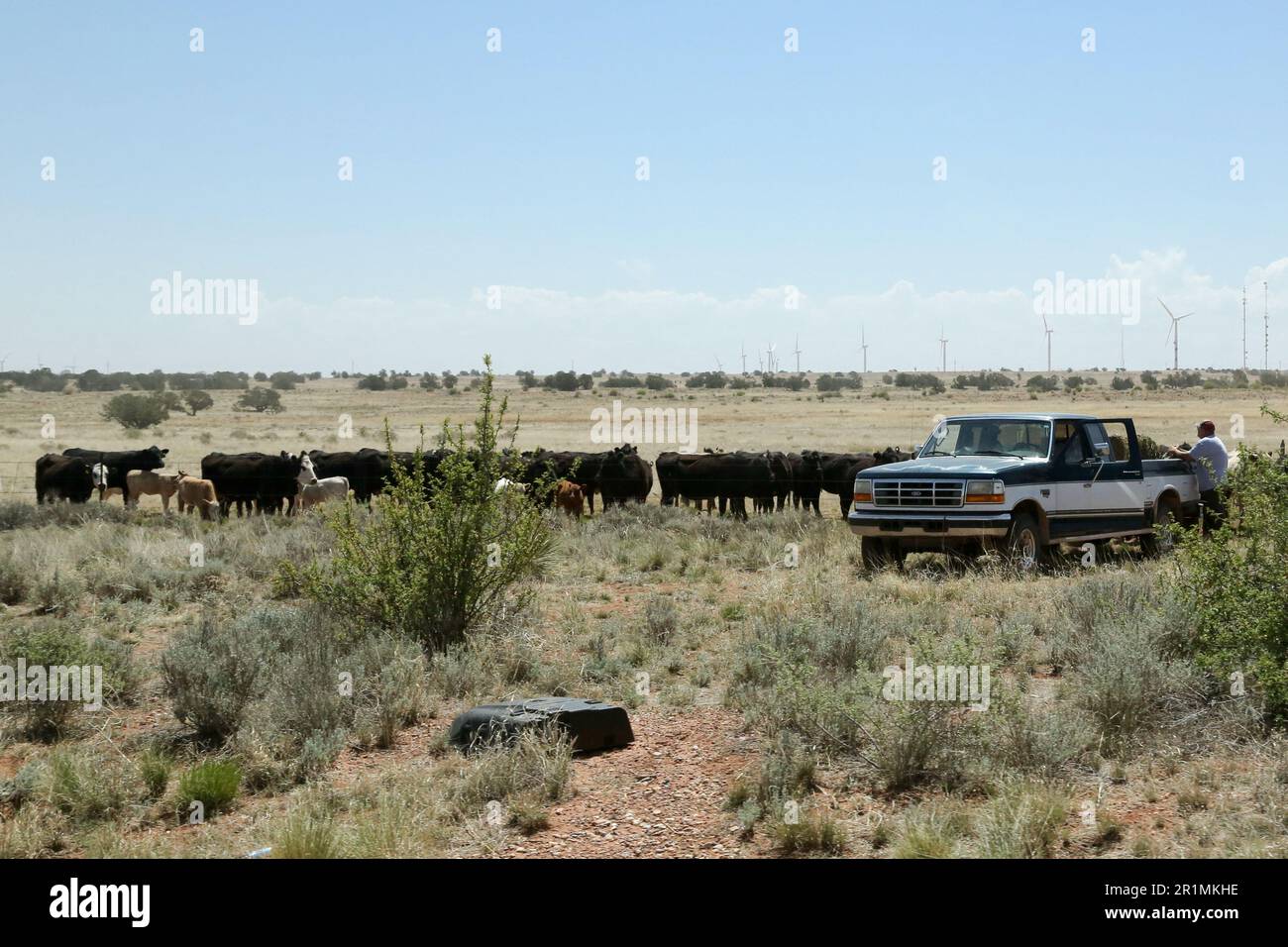 Herding cattle along HYWY 377, Arizona Stock Photo - Alamy