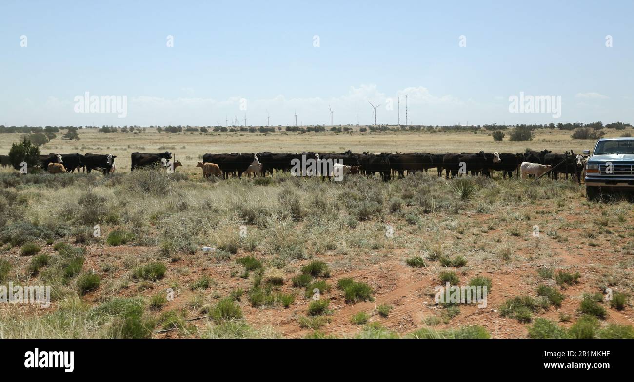 Arizona cattle farm hi-res stock photography and images - Alamy