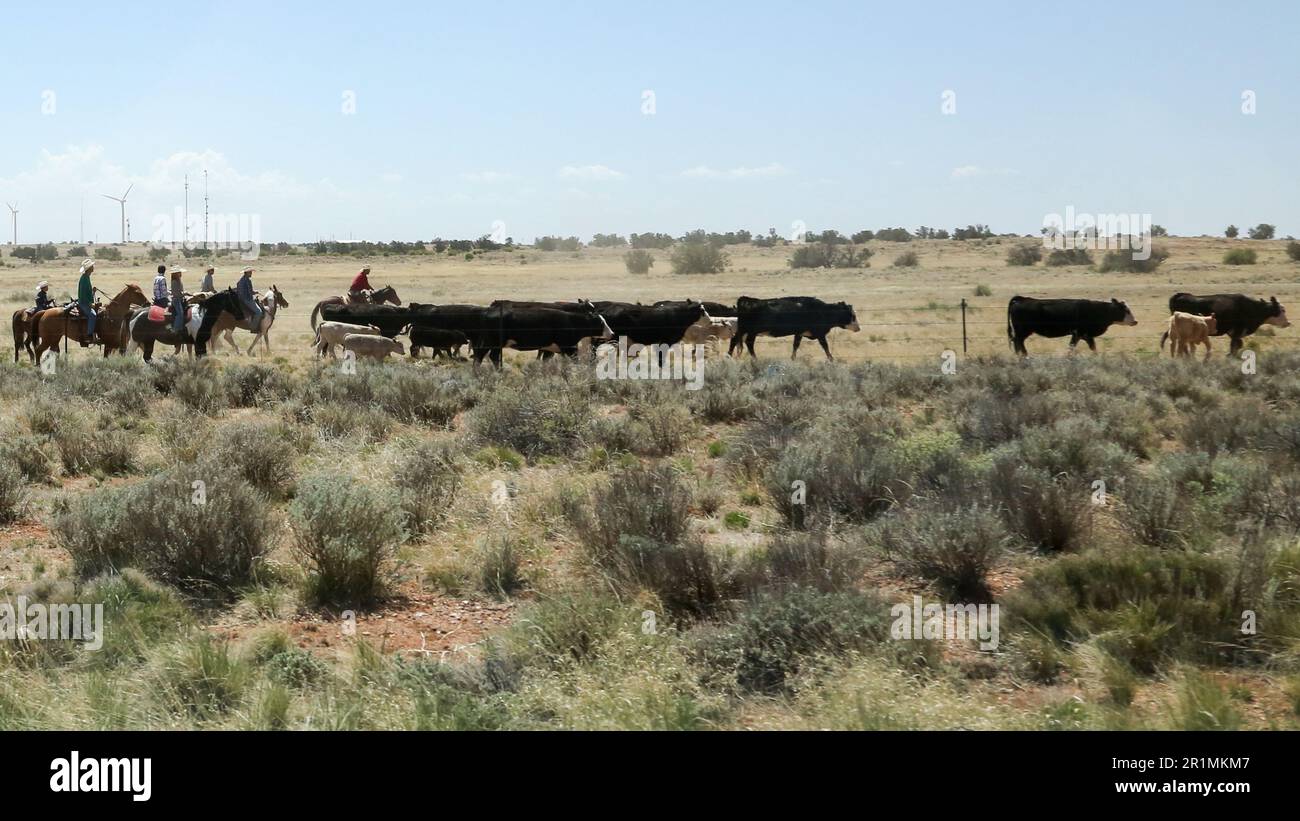 Arizona cattle farm hi-res stock photography and images - Alamy