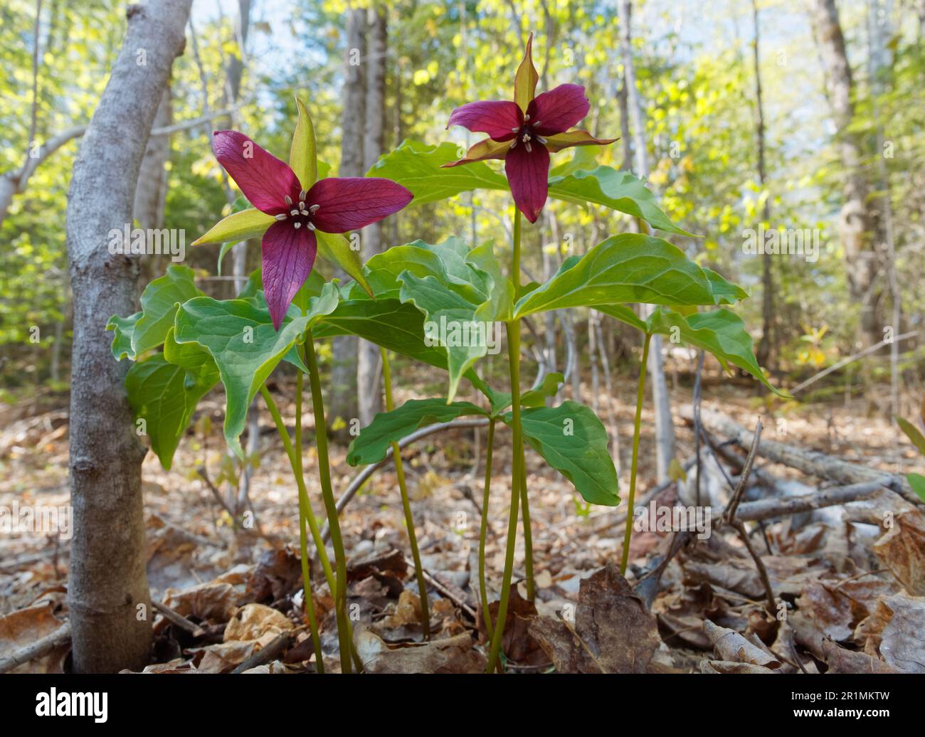Flowers That Grow In Quebec at Page Koenig blog