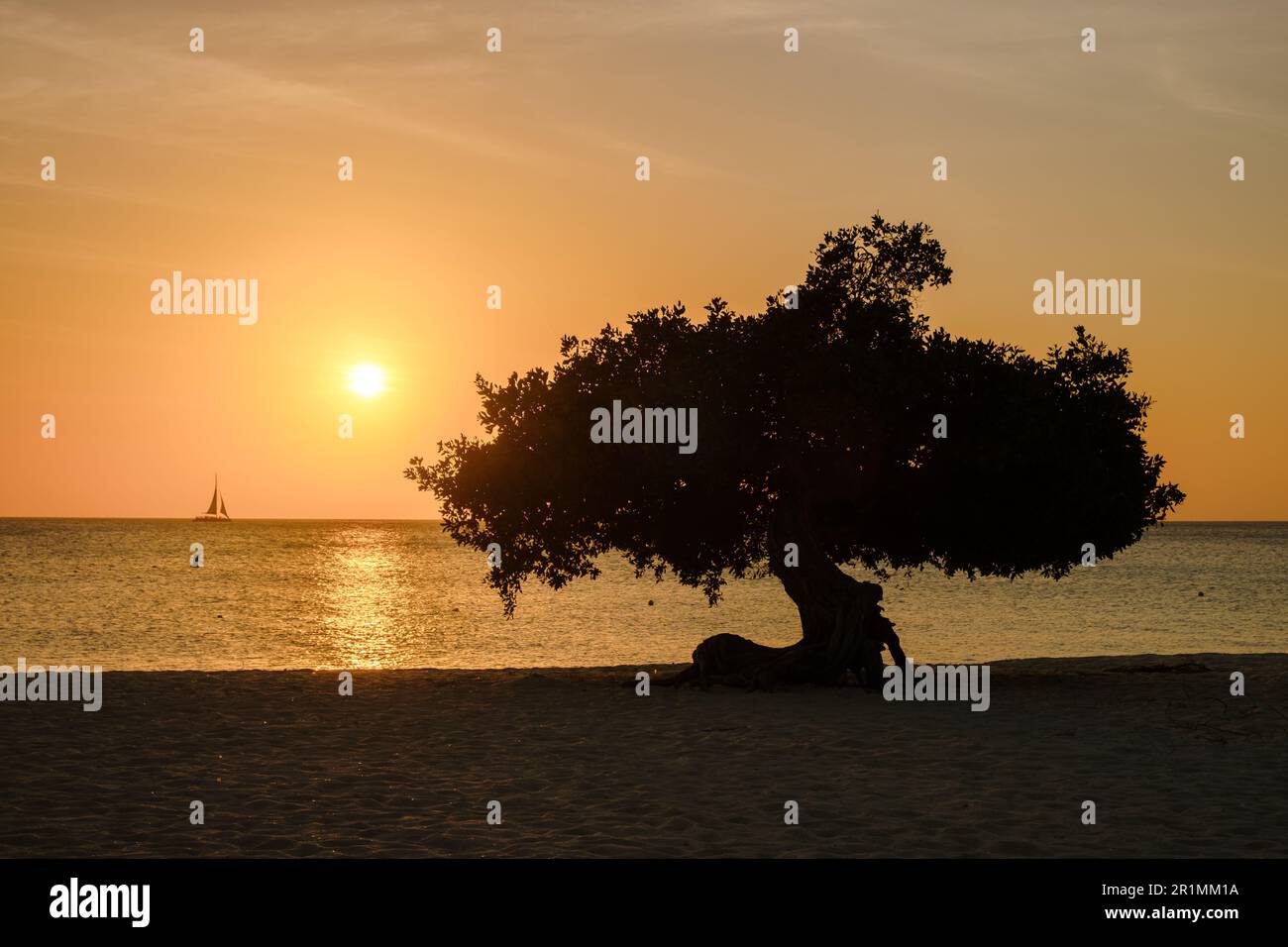 Eagle Beach Aruba, Divi Divi Trees on the shoreline of Eagle Beach in ...