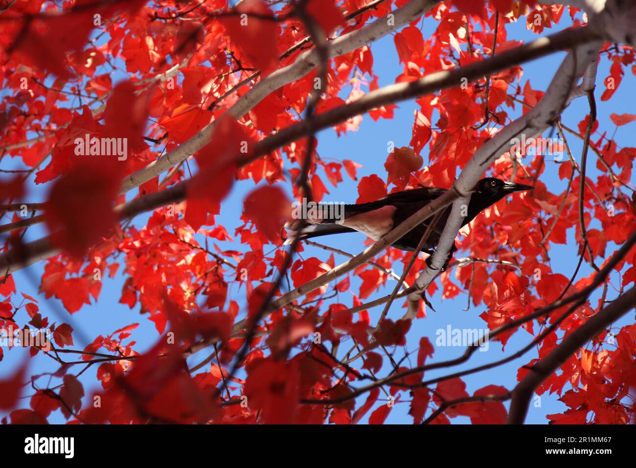 A beautiful black australian magpie perched in a stunning red leaf ...