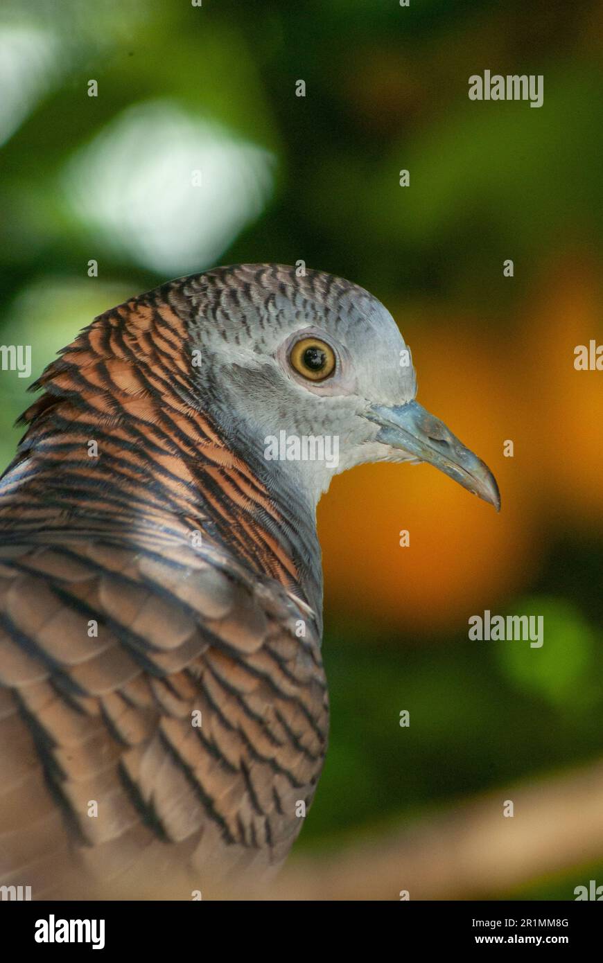 Bar-shouldered dove, Geopelia humeralis Stock Photo - Alamy