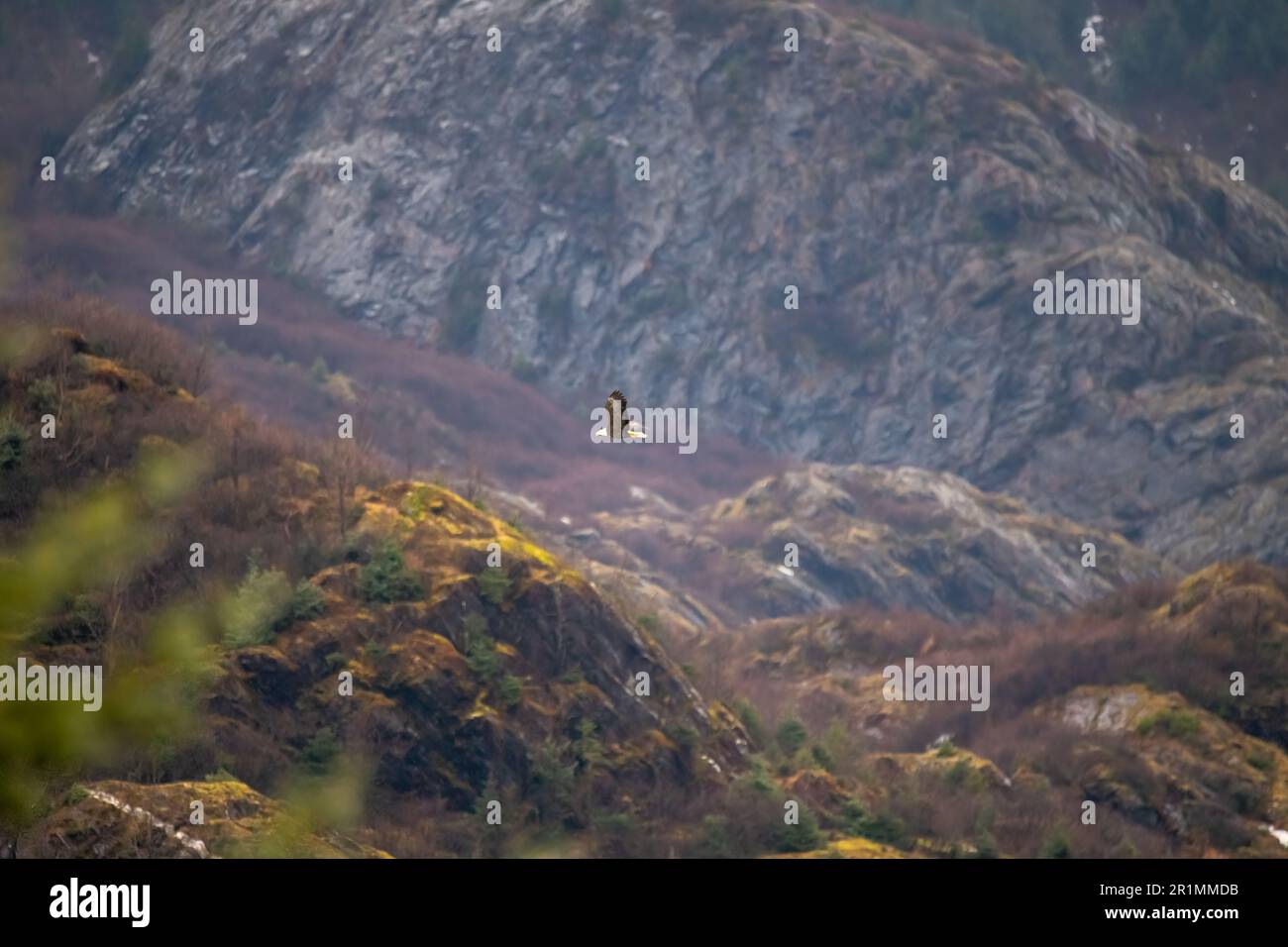 A majestic bald eagle soaring through the sky above a majestic mountain ...