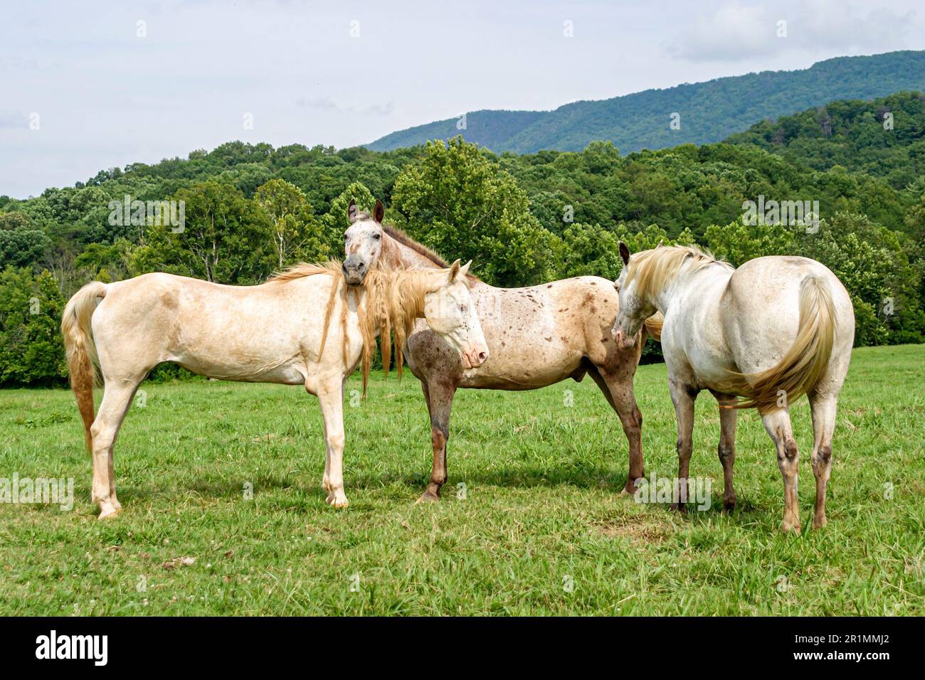 Tennessee Great Smoky Mountains National Park,Southern Appalachians ...