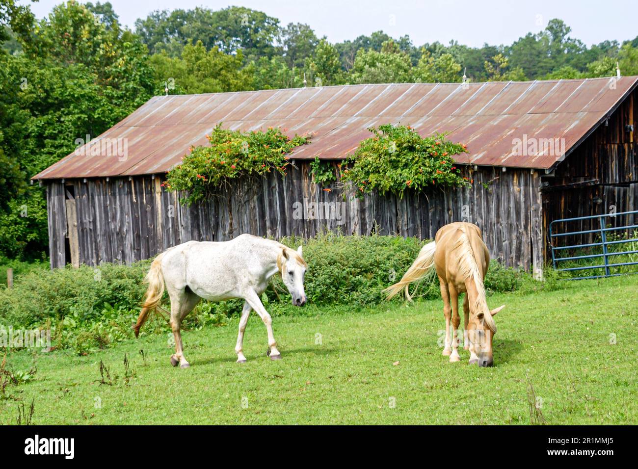 Tennessee Great Smoky Mountains National Park,Southern Appalachians ...