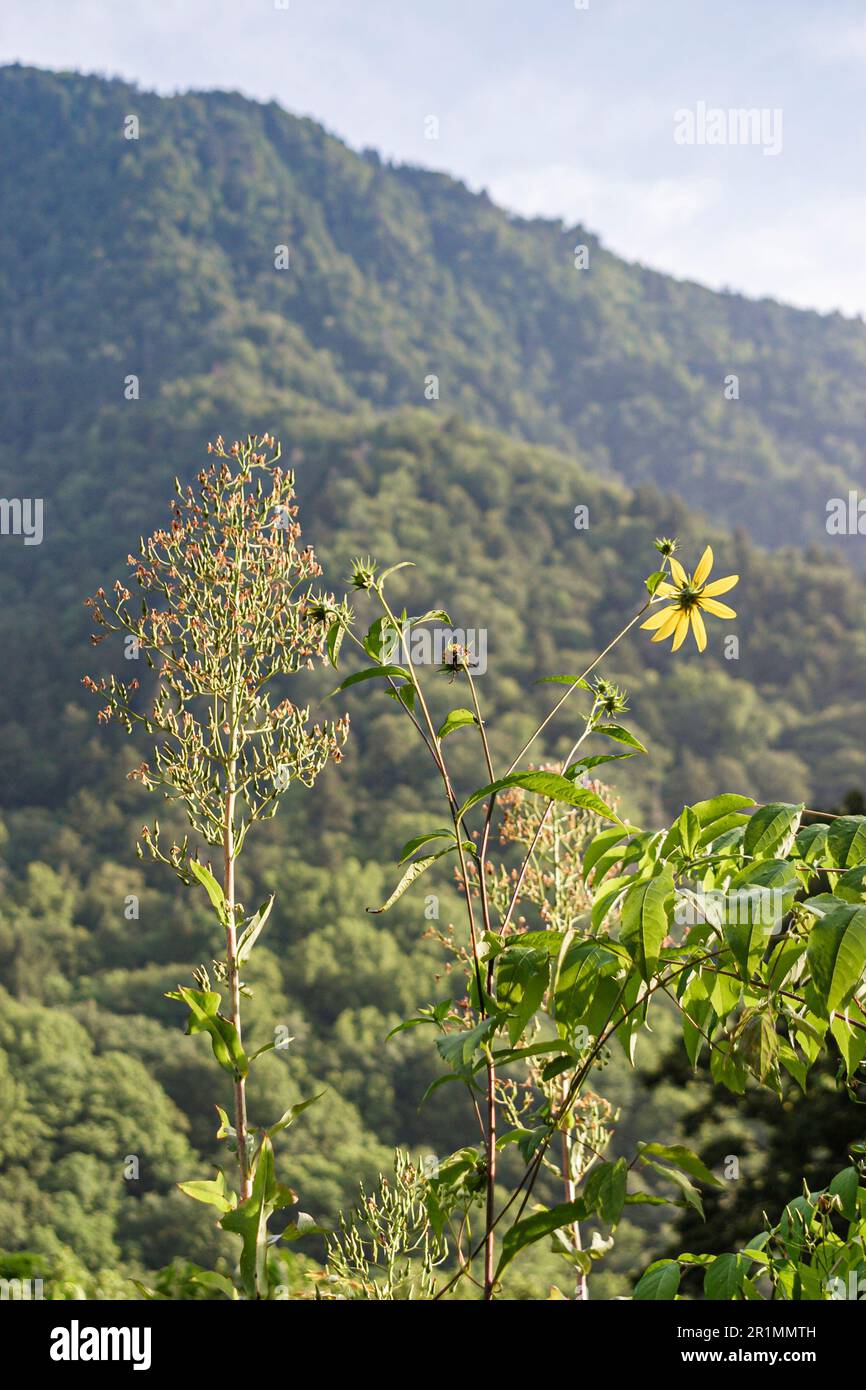 Tennessee Great Smoky Mountains National Park,Federal land,nature ...