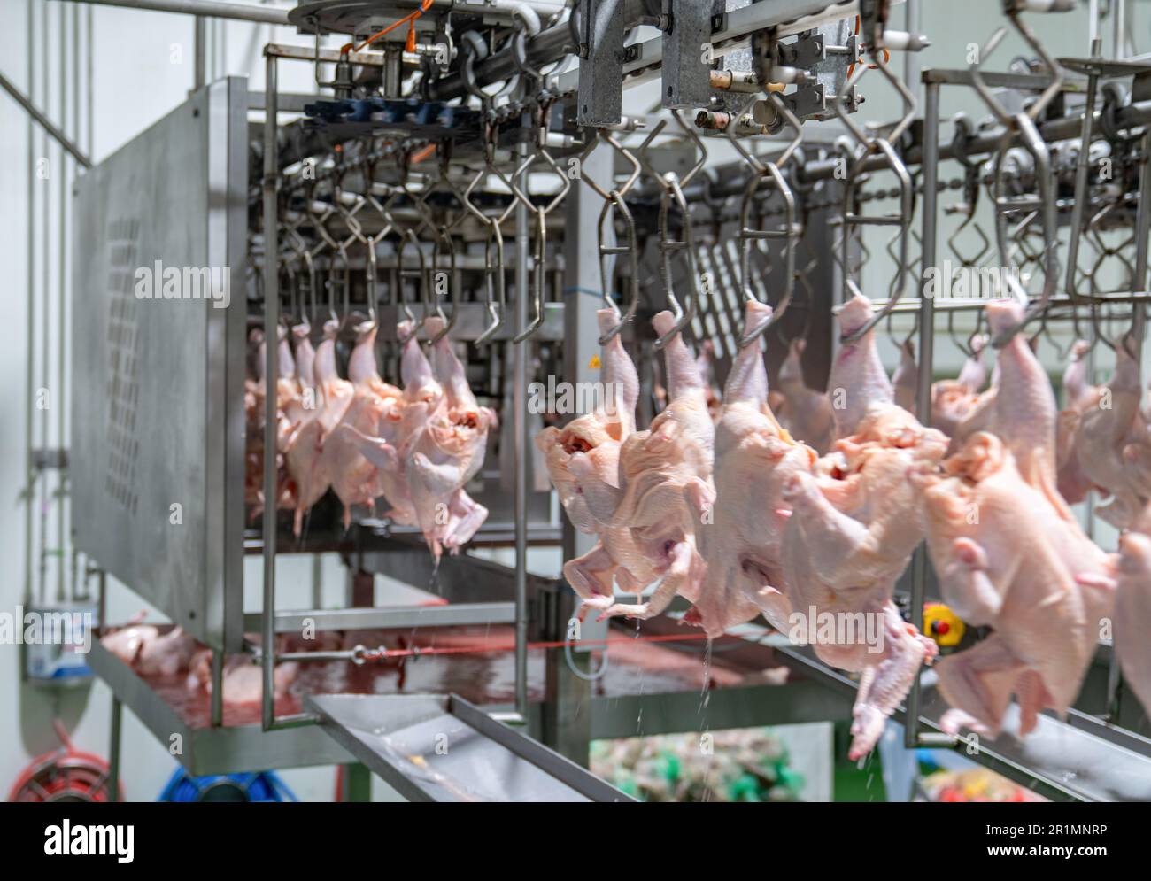 Chicken hang on rail to weighing machine for seperate size for ...