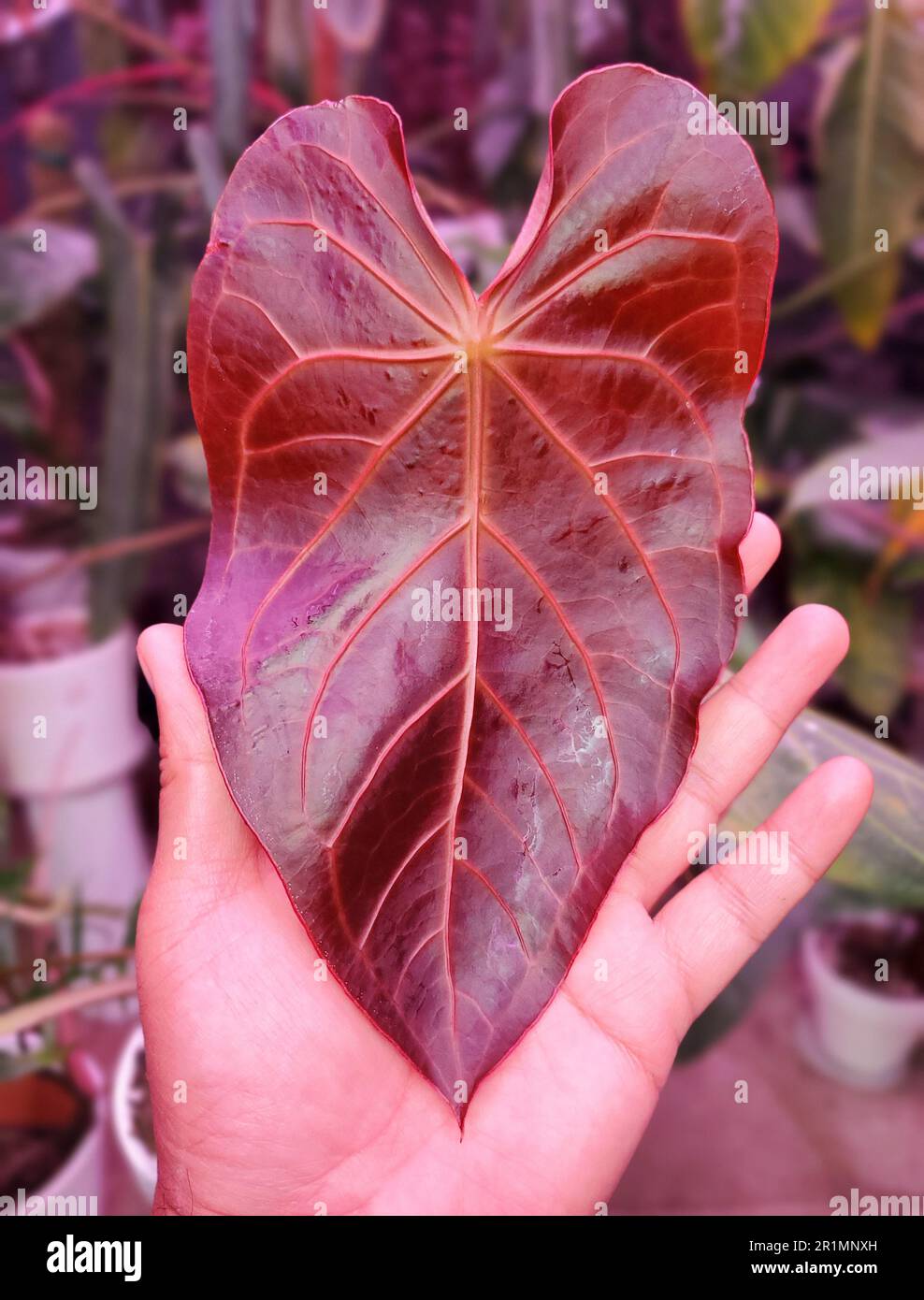 A red new leaf of Anthurium Magnificum, a rare tropical plant Stock ...
