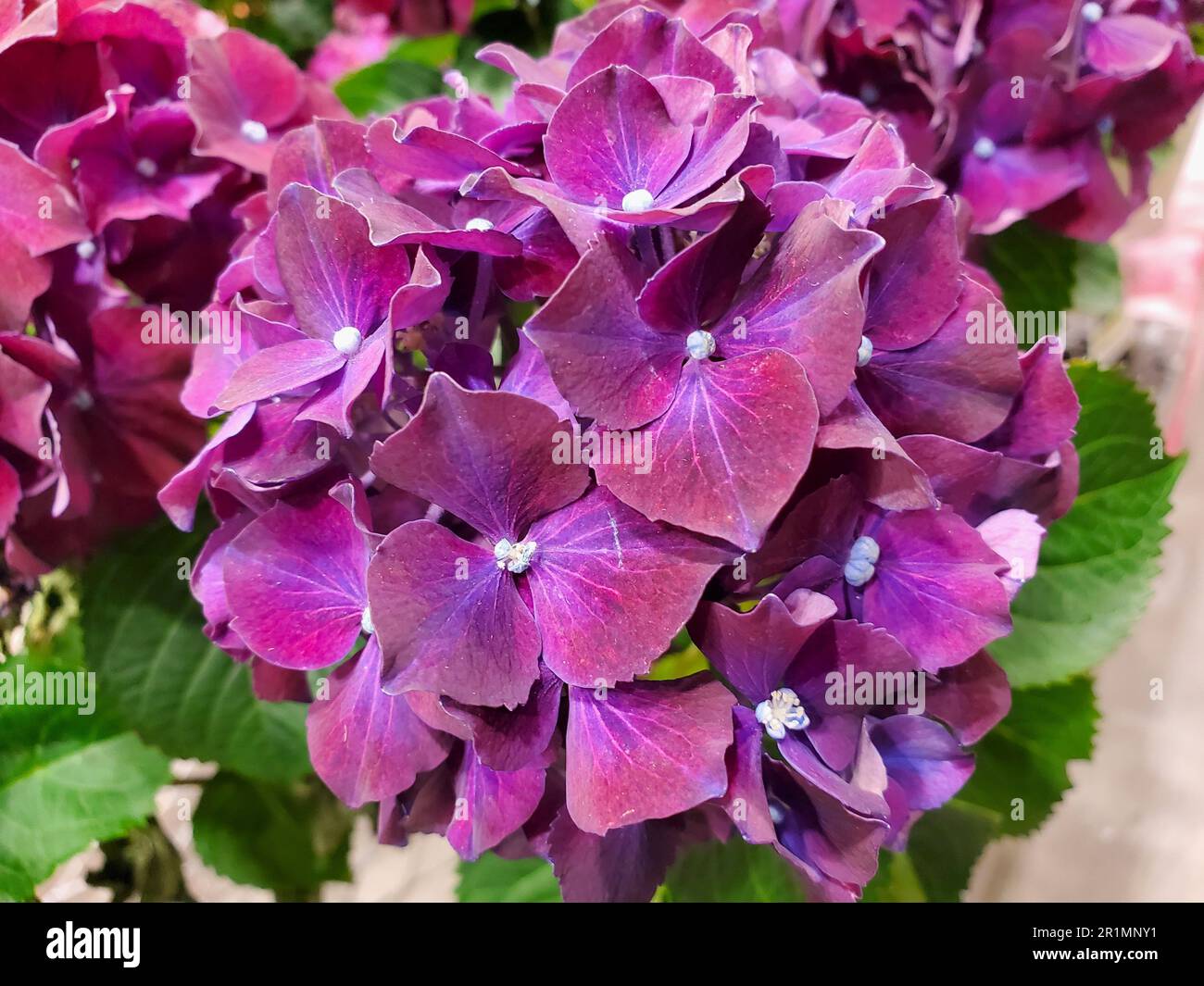 Stunning purple color of New Wine Hydrangea at full bloom Stock Photo ...
