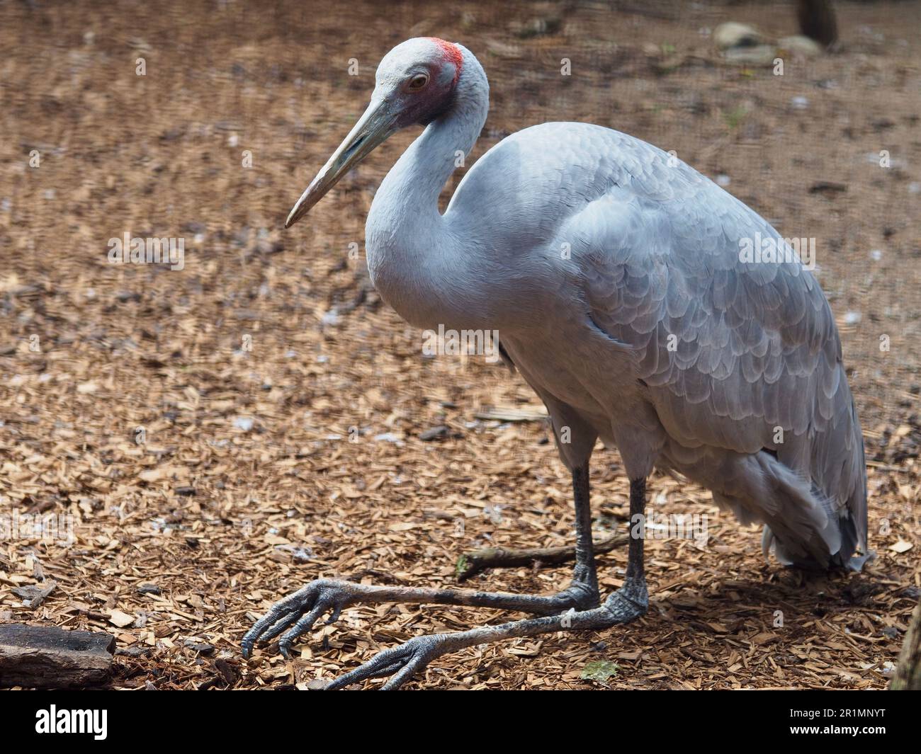Beautiful female long legs hi-res stock photography and images - Alamy