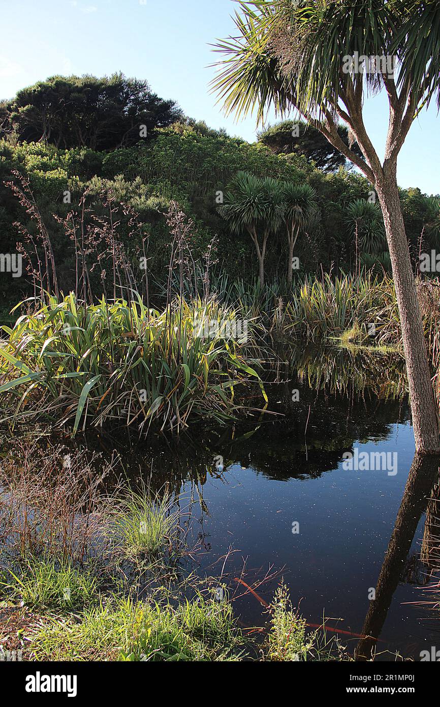 Swamp cabbage hi-res stock photography and images - Alamy