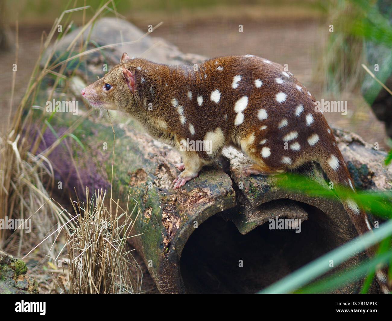 Quoll pouch hi-res stock photography and images - Alamy