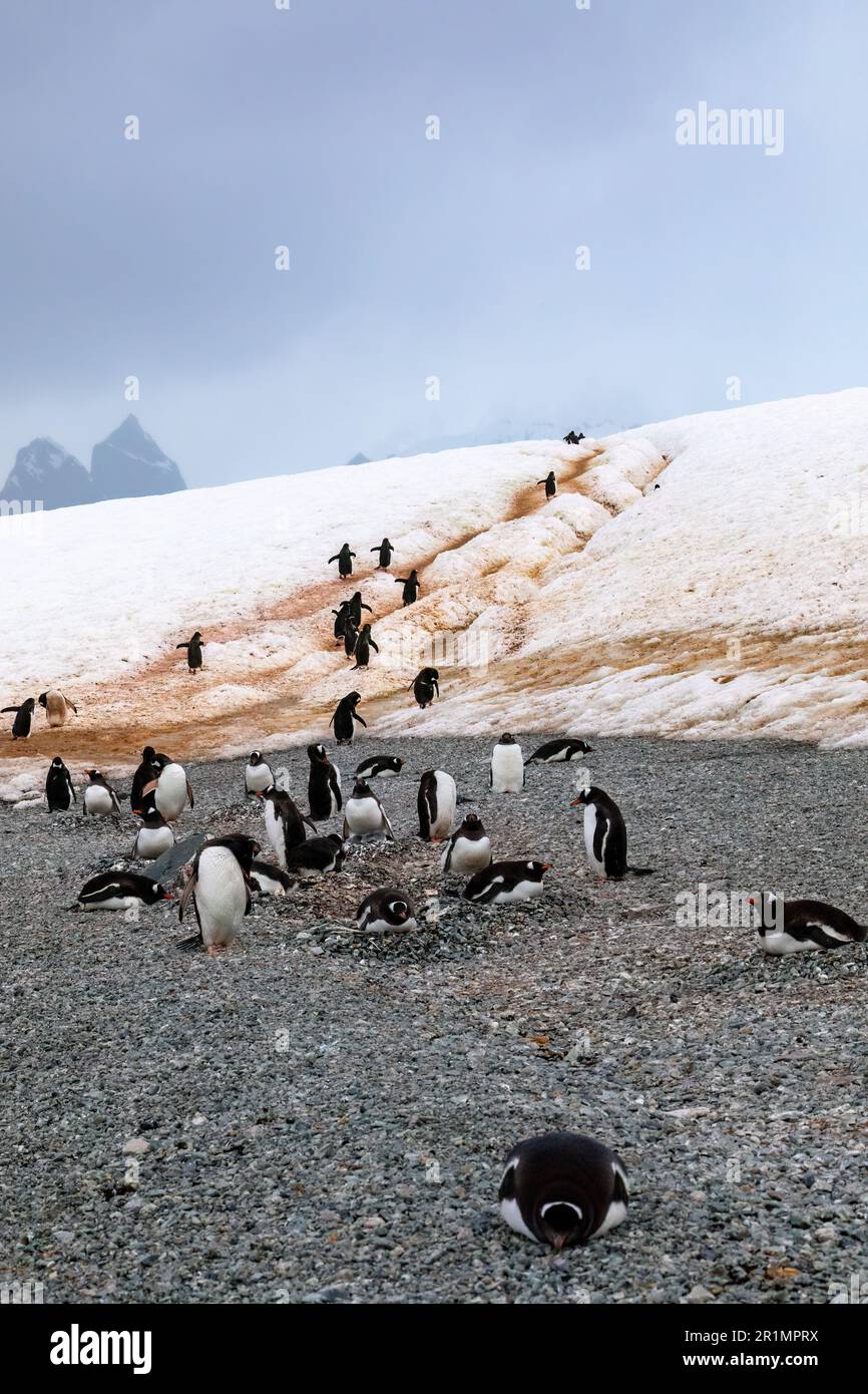 Peguins in the landscape hi-res stock photography and images - Alamy