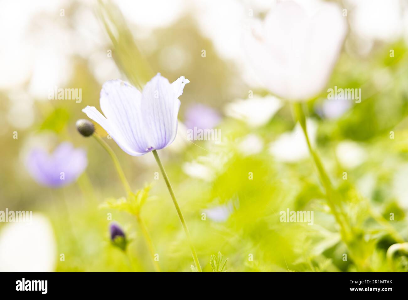 Delicate atmosphere hi-res stock photography and images - Alamy