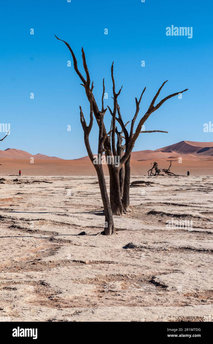 Landscape shot of the iconic dead trees of the Namibian deadvlei area ...
