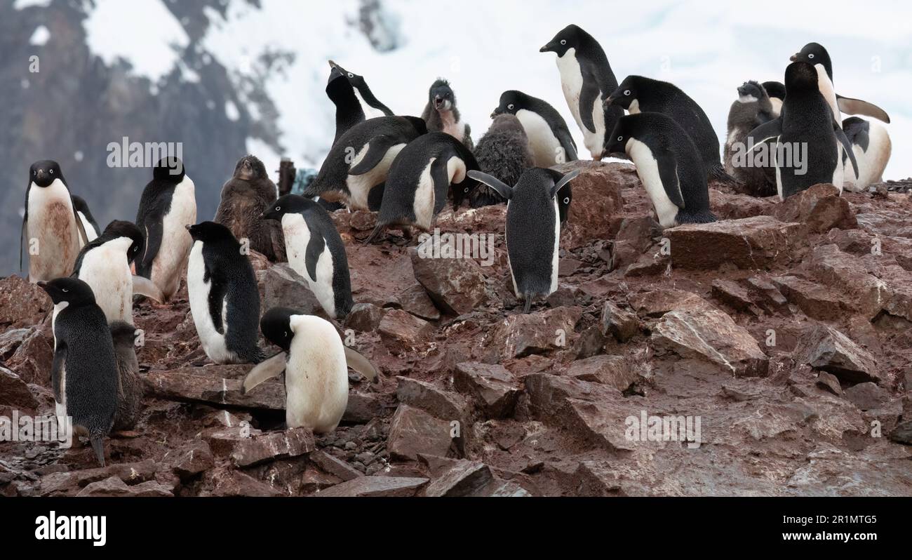 Peguins in the landscape hi-res stock photography and images - Alamy